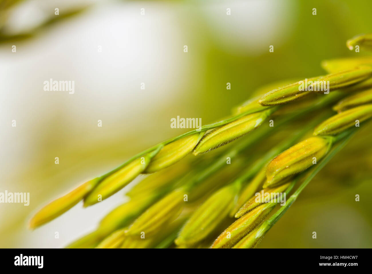 Gold paddy rice on white background Stock Photo - Alamy