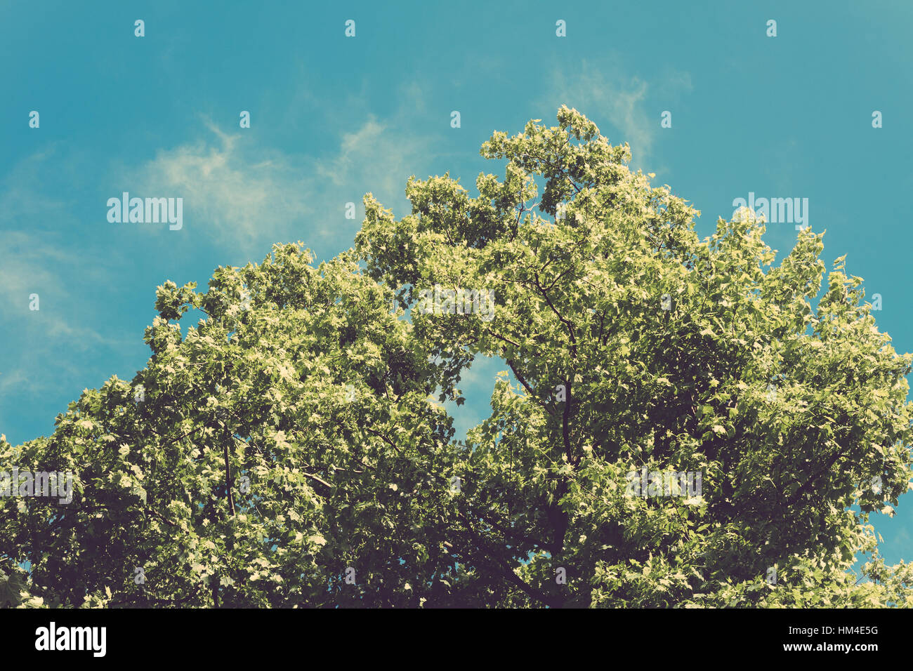Lush green tree with leaves on blue sky background in retro colors ...