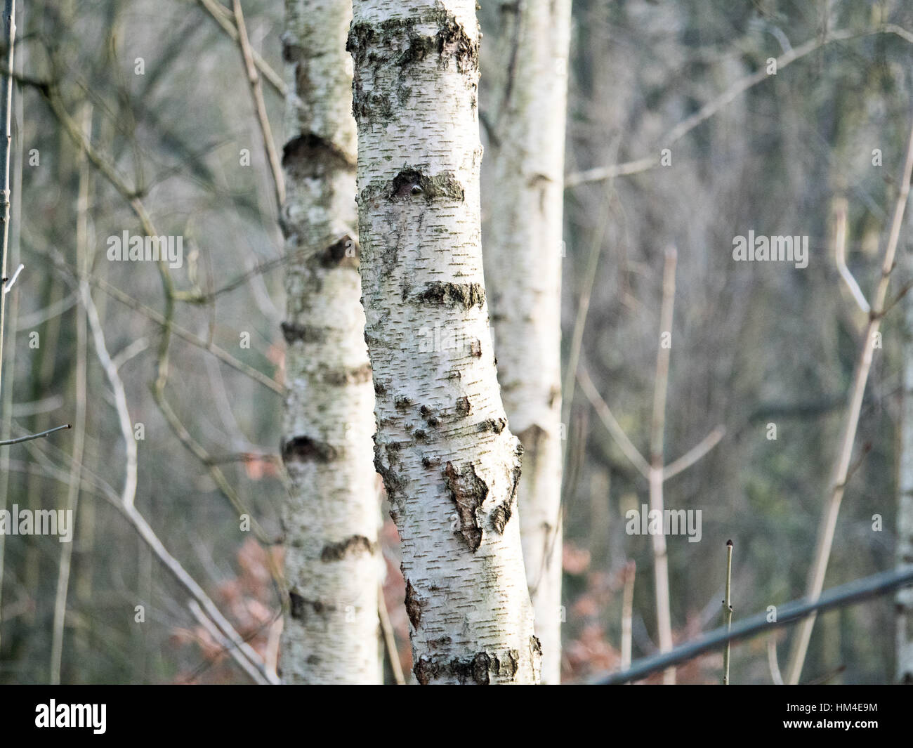 A woods of Silver Birch Trees Stock Photo - Alamy