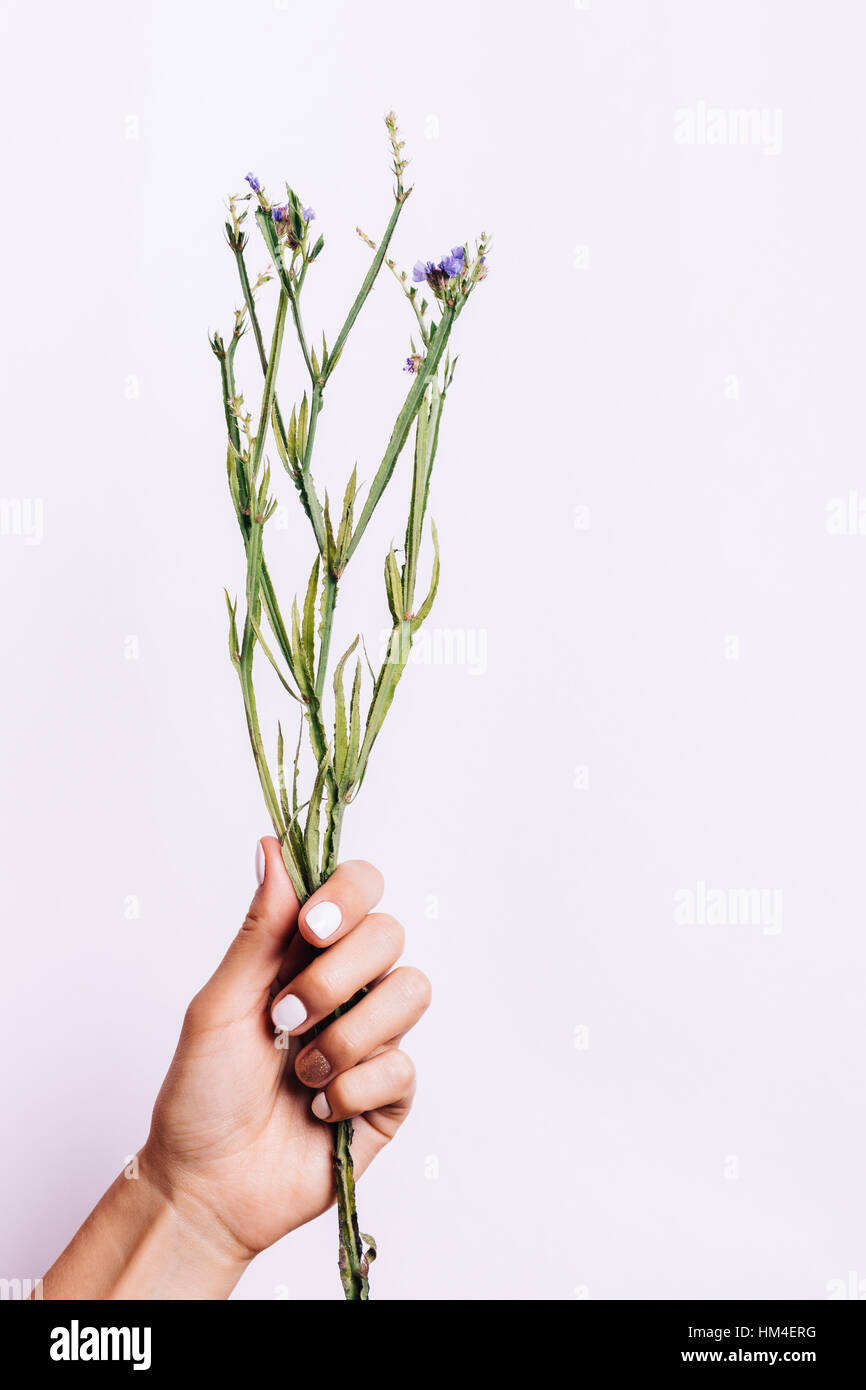 Dry bouquet without flowers in a female hand with a manicure on a light ...