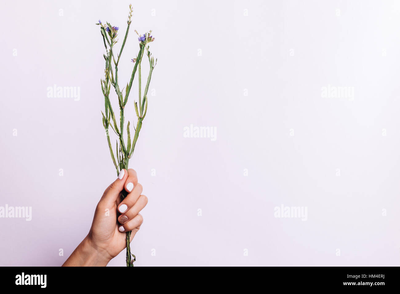 Dry bunch of stems without flowers in a female hand with a manicure on ...