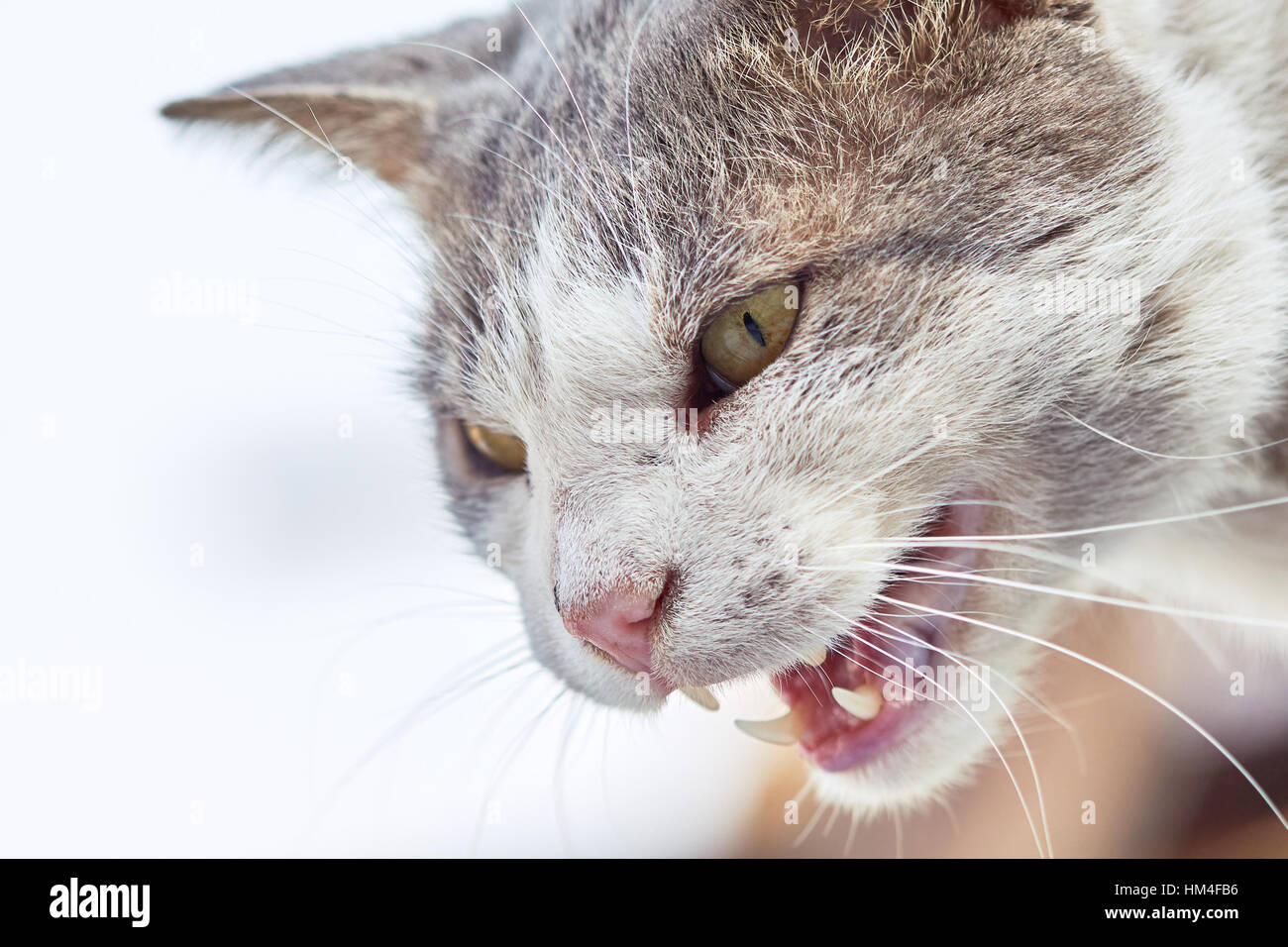 Closeup of angry cat while hissing and showing teeth. Copy space Stock ...