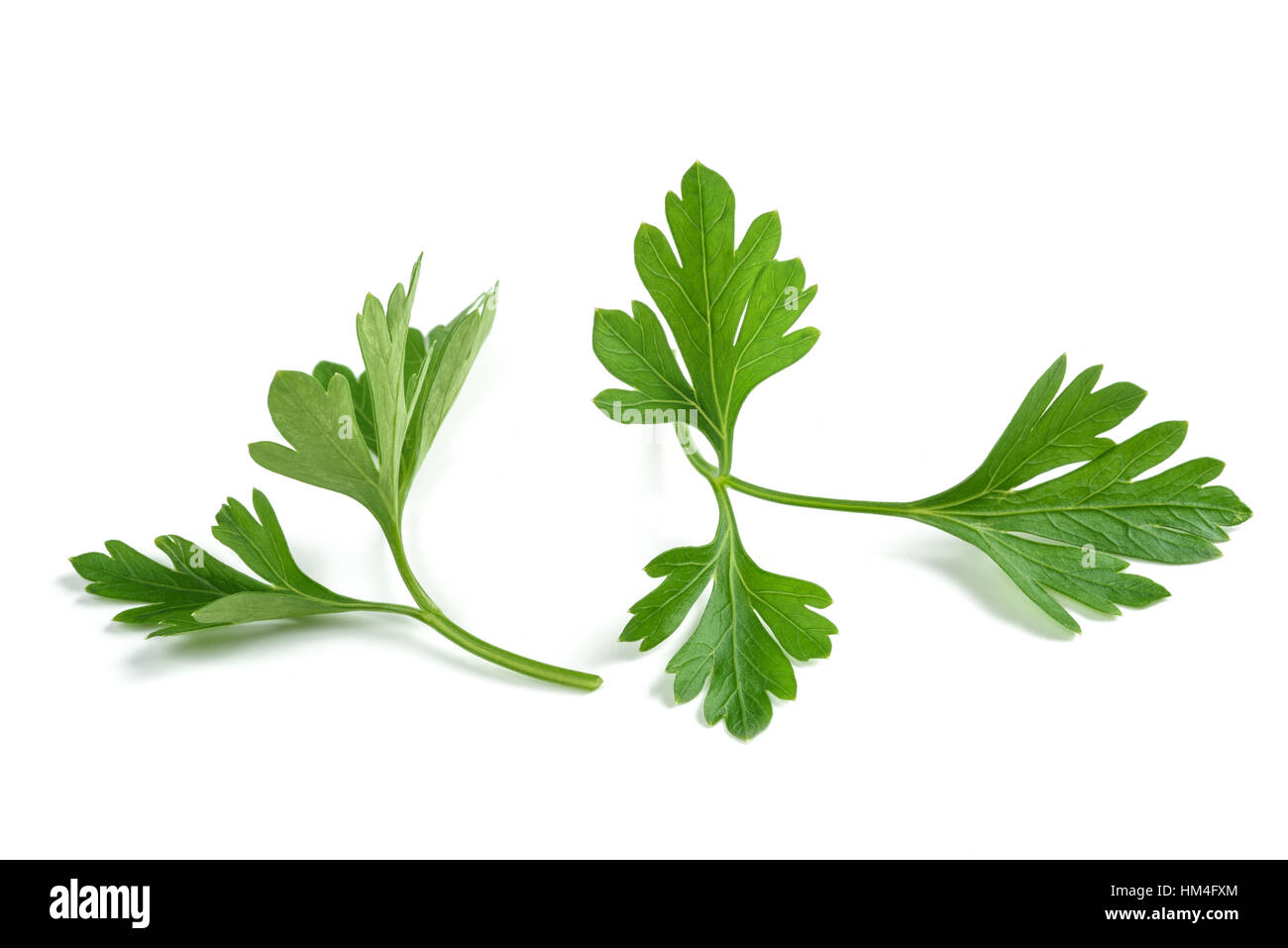 Fresh parsley sprigs isolated on white background Stock Photo - Alamy