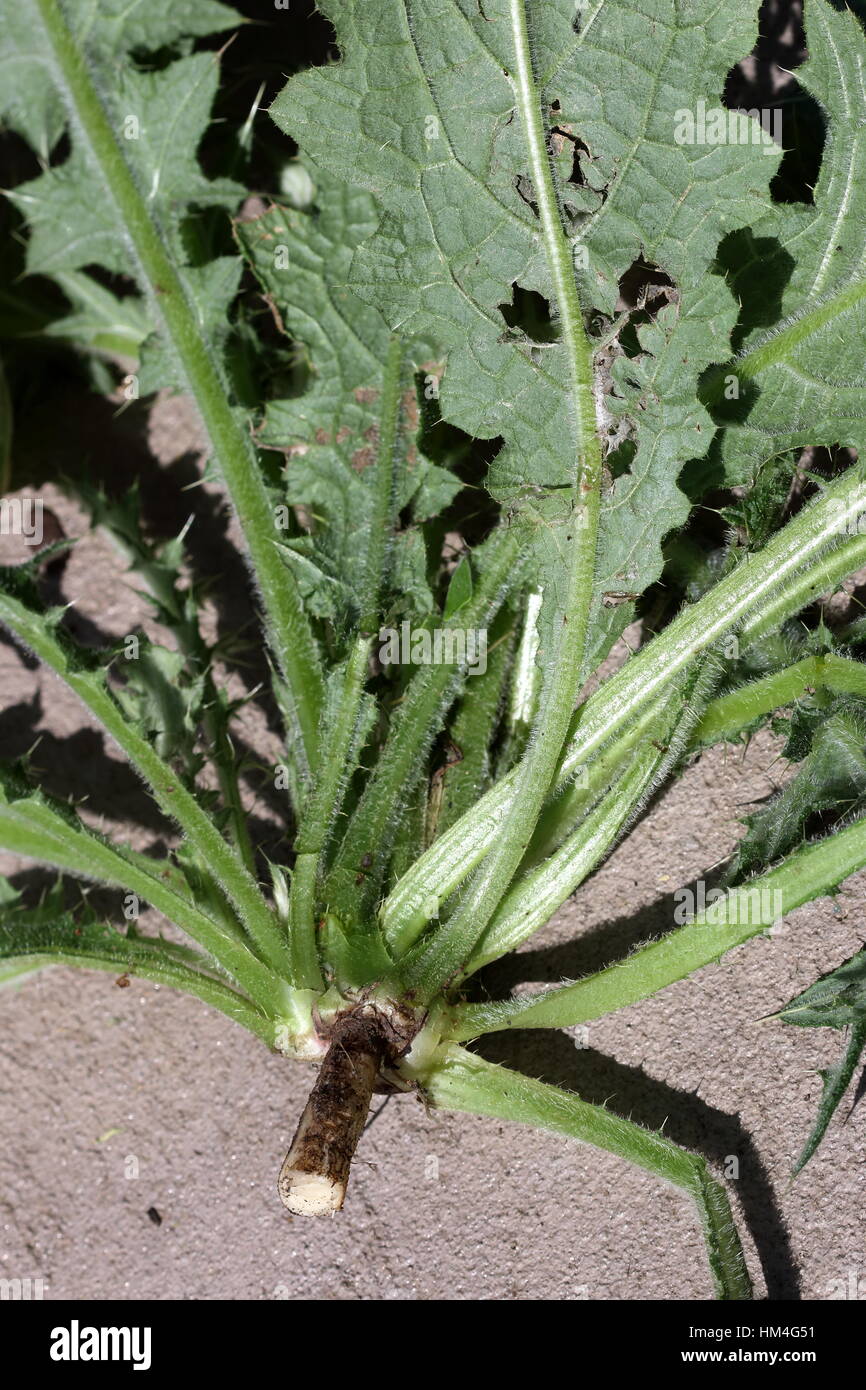 Close-up of winged stem and leaf bases of Cirsium vulgare - Spear ...
