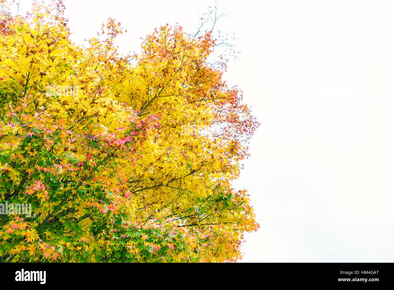 Beautiful Colorful Autumn Leaves Stock Photo - Alamy