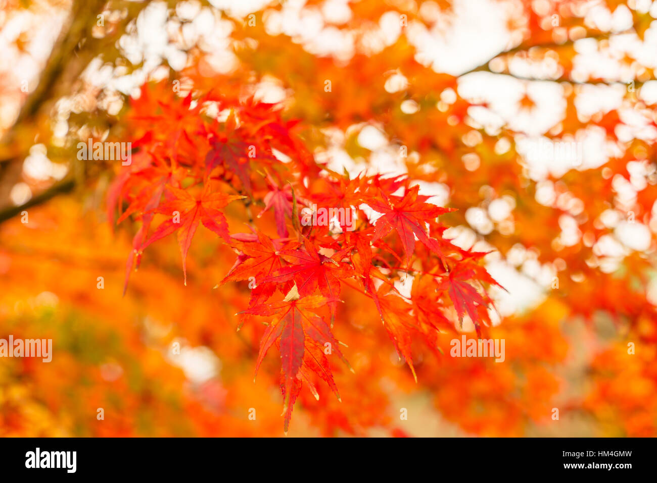 Beautiful Colorful Autumn Leaves Stock Photo - Alamy