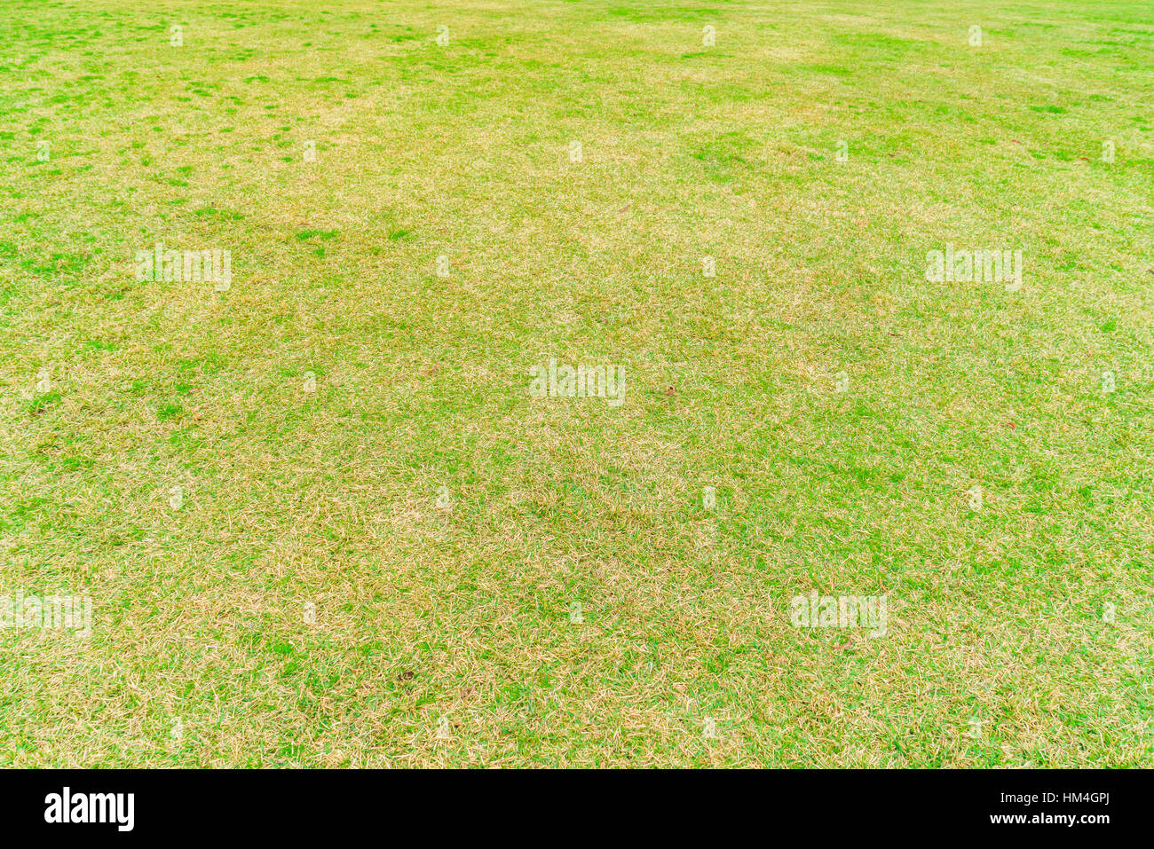 Fresh spring green grass Stock Photo - Alamy