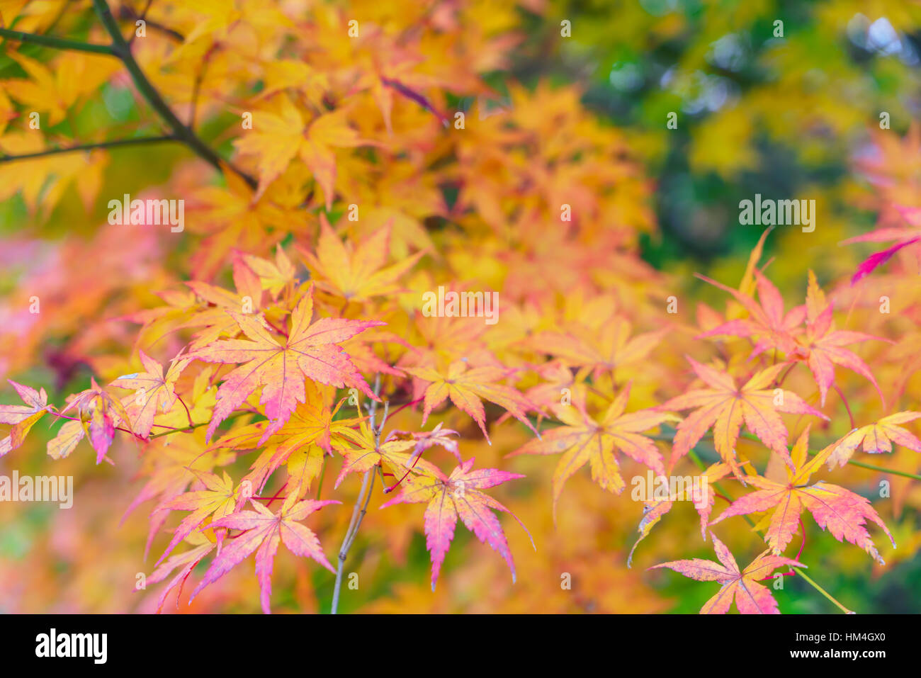 Beautiful Colorful Autumn Leaves Stock Photo - Alamy