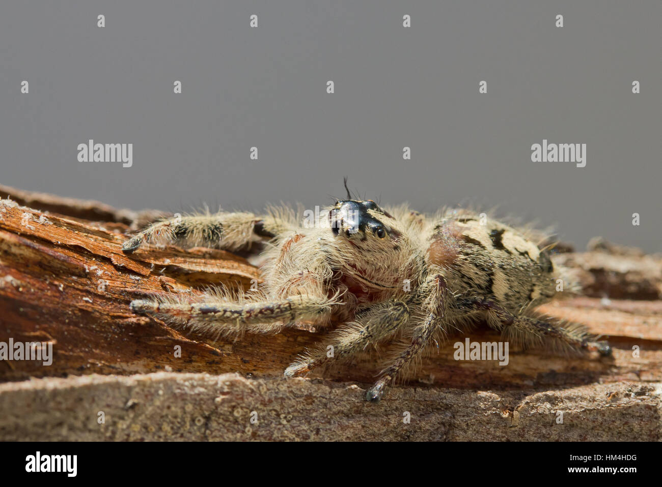 Indonesian jumping spider Stock Photo - Alamy