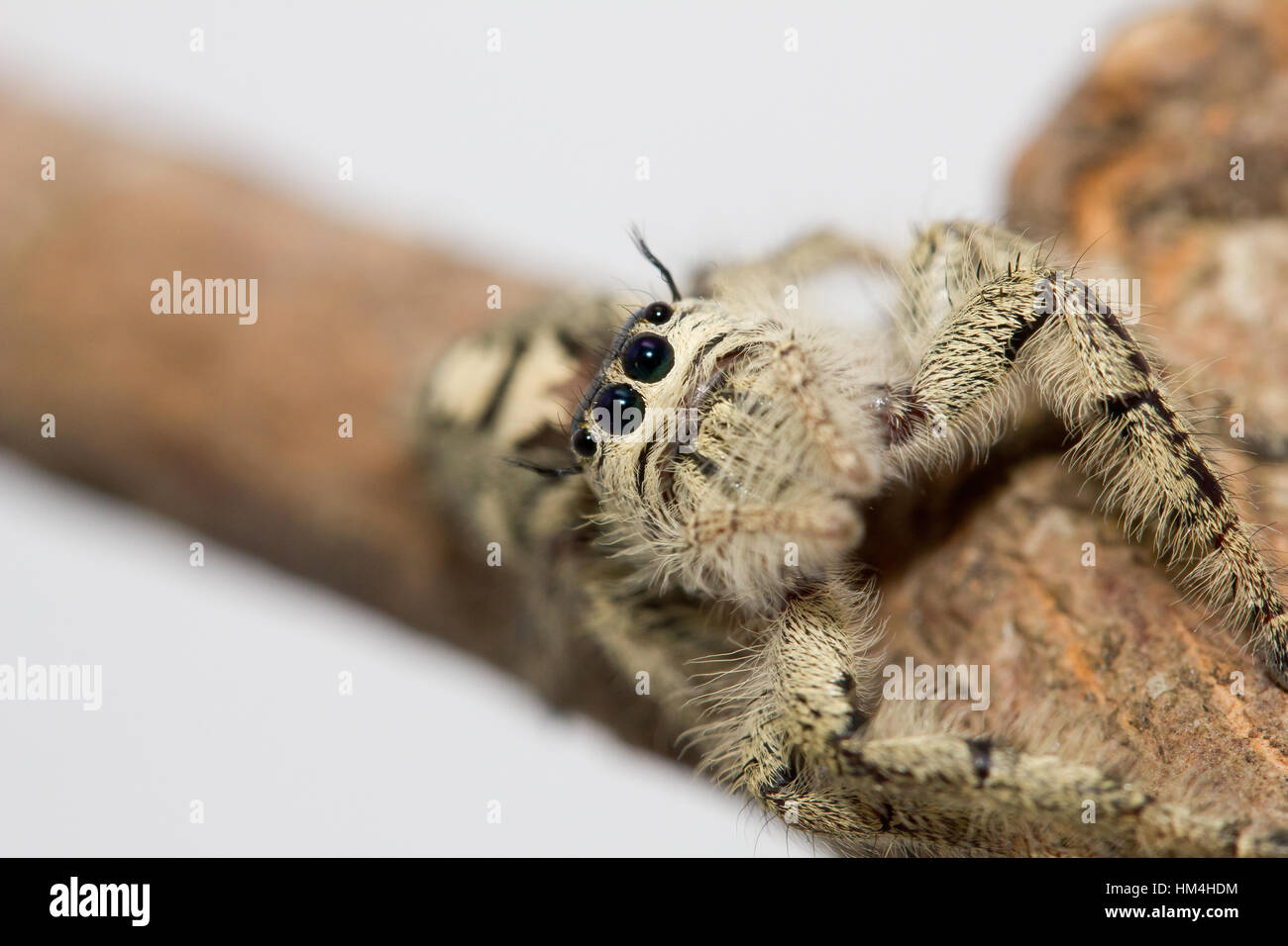 Hyllus hi-res stock photography and images - Alamy