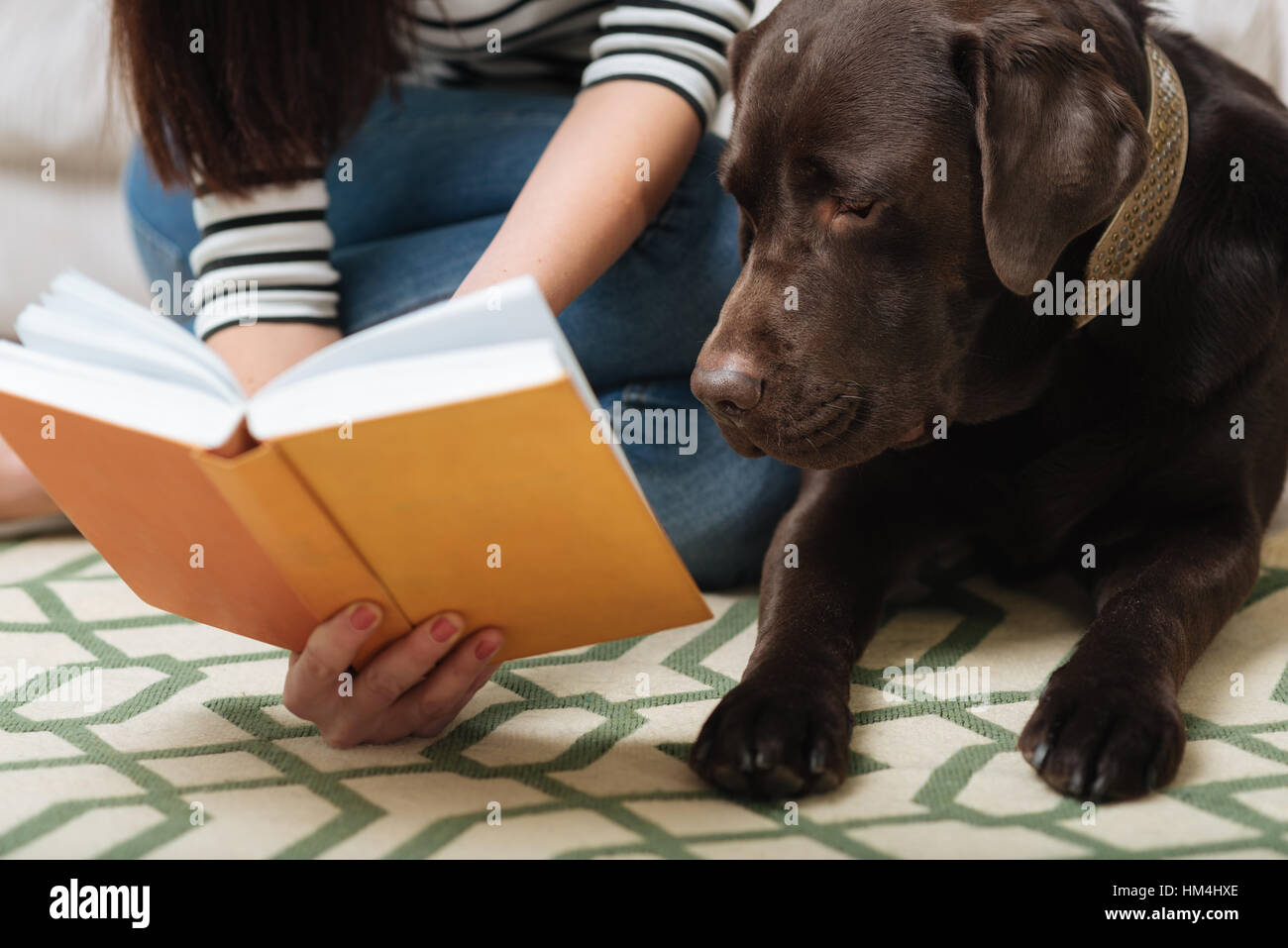 Smart cute Labrador looking at something in a book Stock Photo - Alamy
