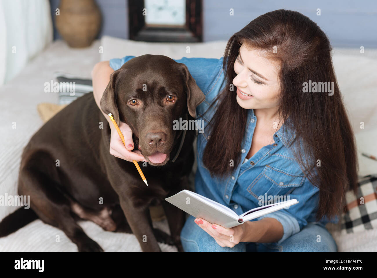 Adorable brown Labrador helping writing a list Stock Photo - Alamy