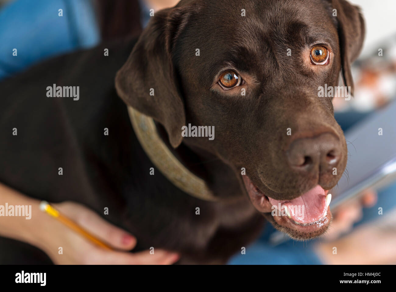 Picture of adorable brown Labrador Stock Photo - Alamy