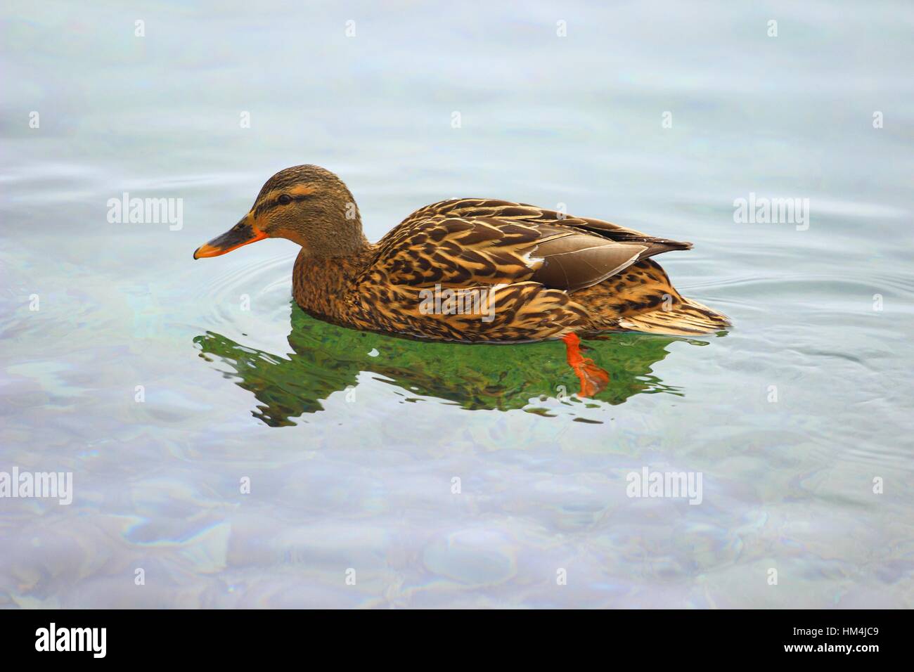 Wild duck female in water Stock Photo - Alamy