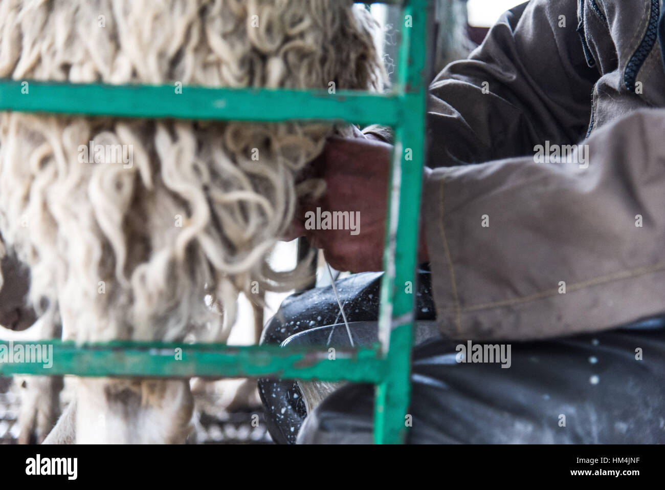 Milking of ewes Stock Photo - Alamy
