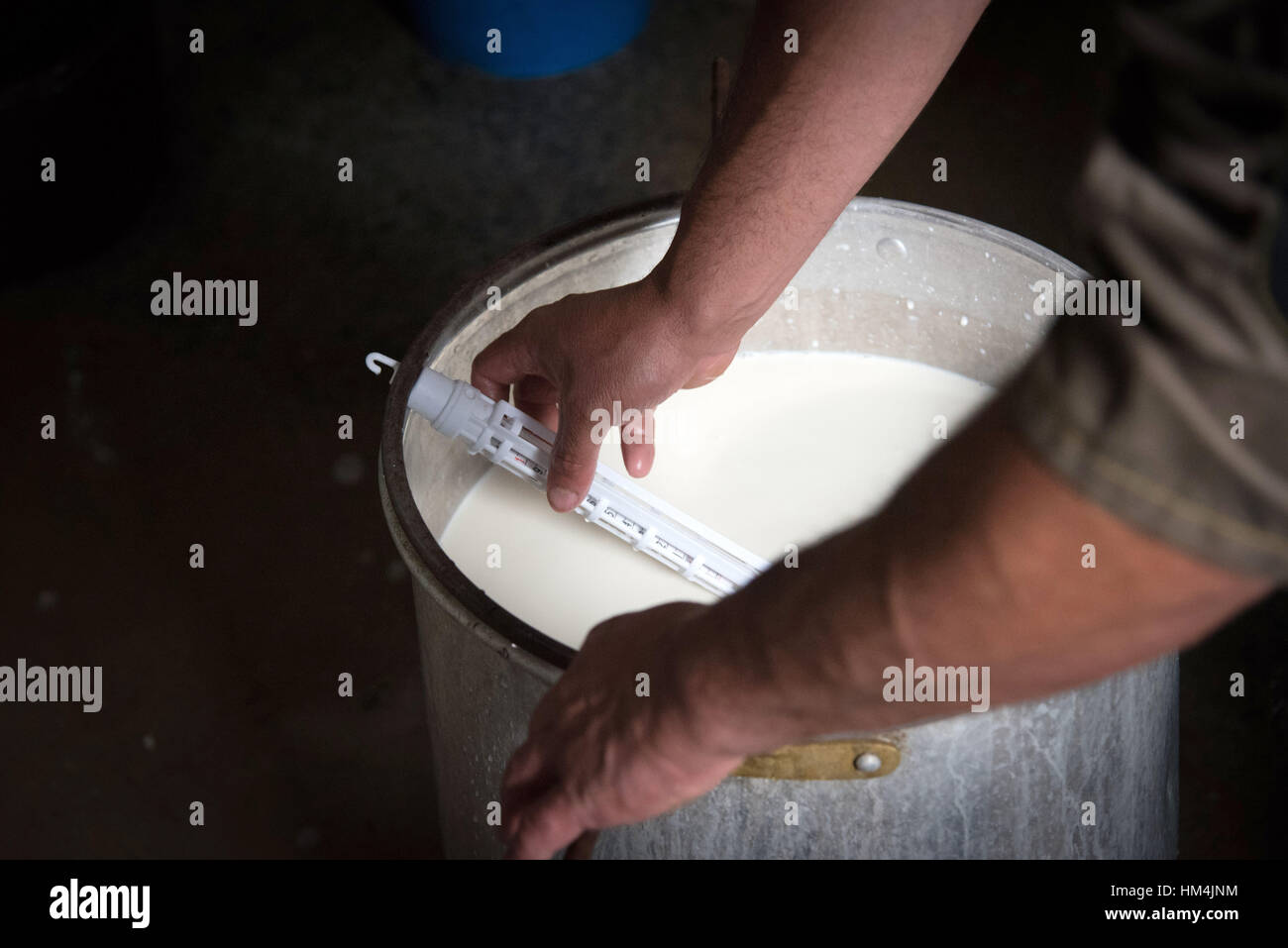 Sheep's cheese making Stock Photo - Alamy