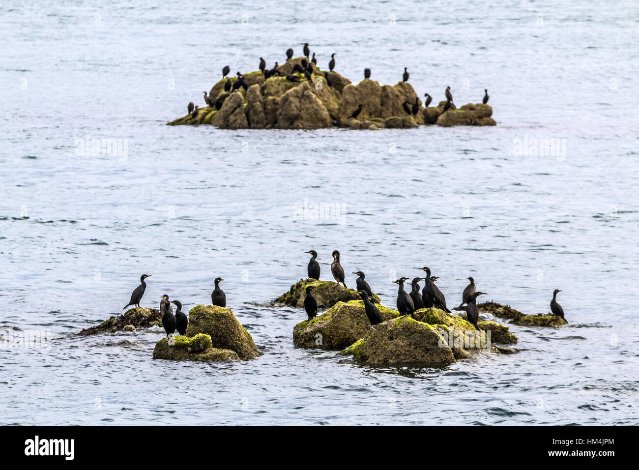 Cormorants on rocks off the Chausey archipelago (Normandy, north ...