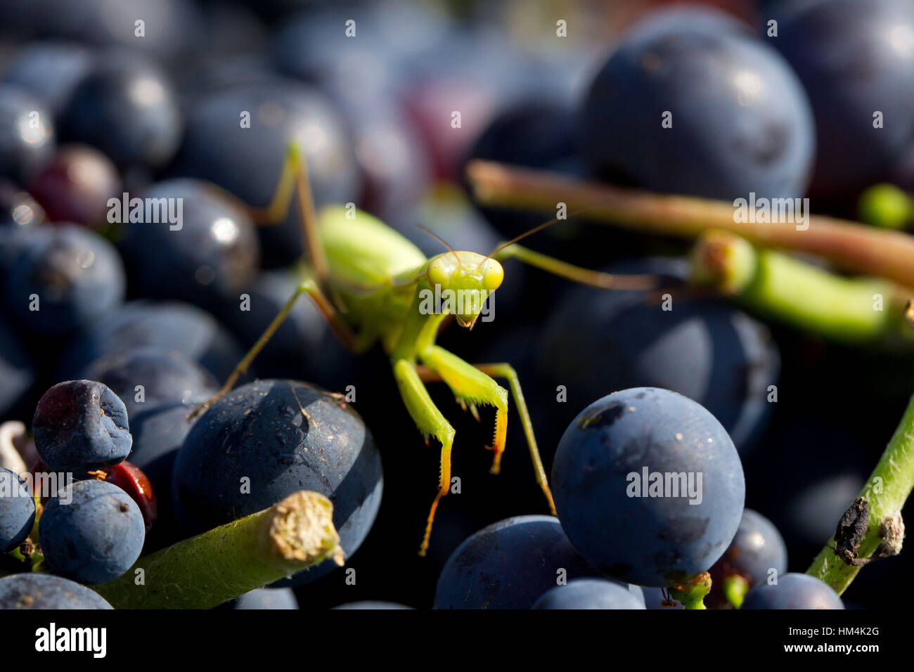 European Mantis or Praying Mantis (Mantis religiosa Stock Photo - Alamy