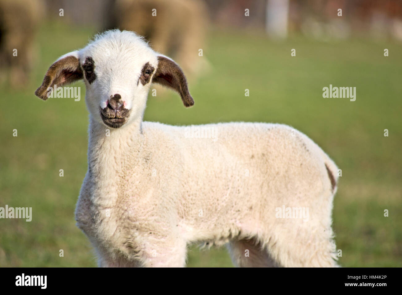 Cute lamb hi-res stock photography and images - Alamy