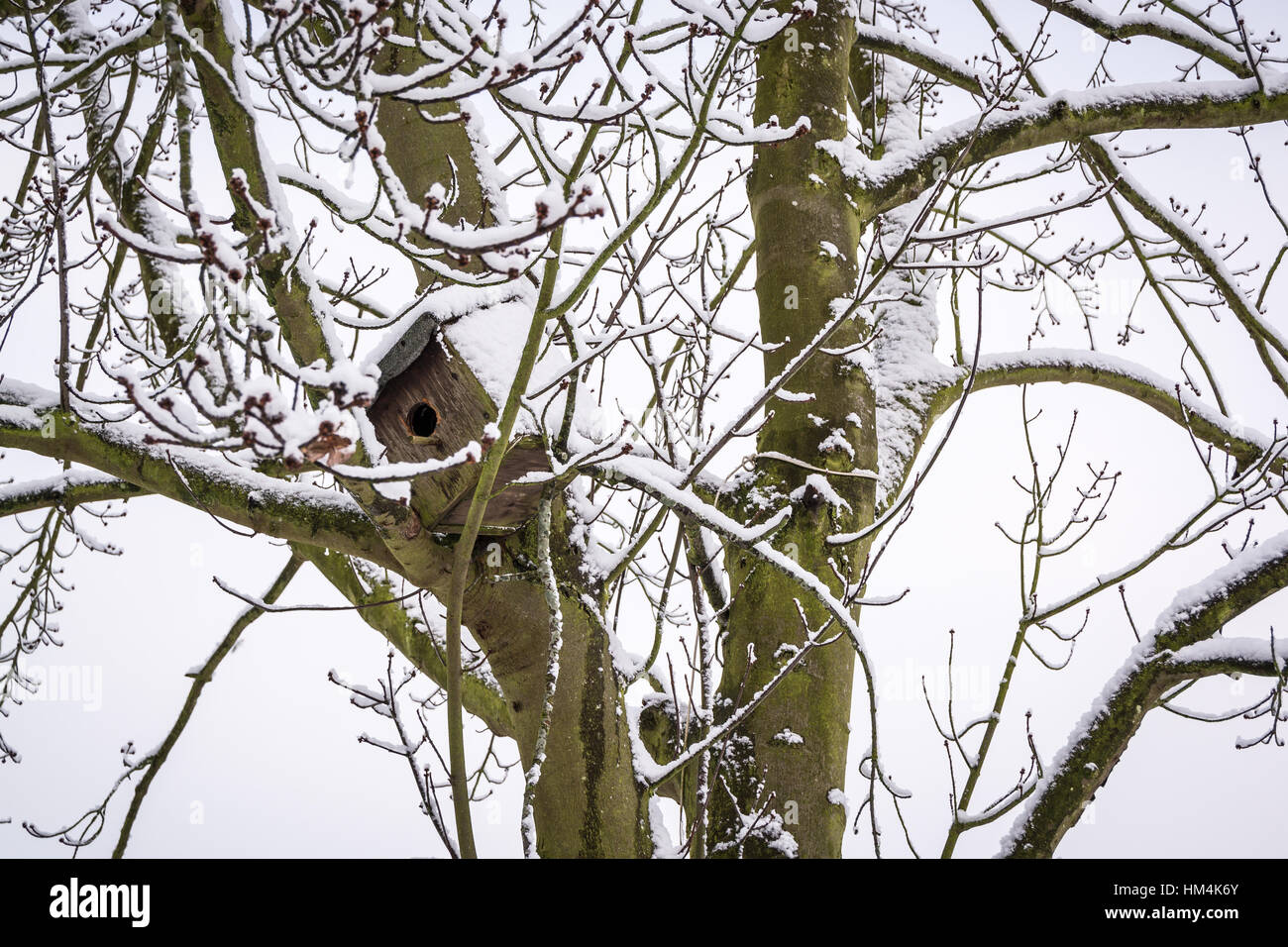 Snow bird nest hi-res stock photography and images - Alamy