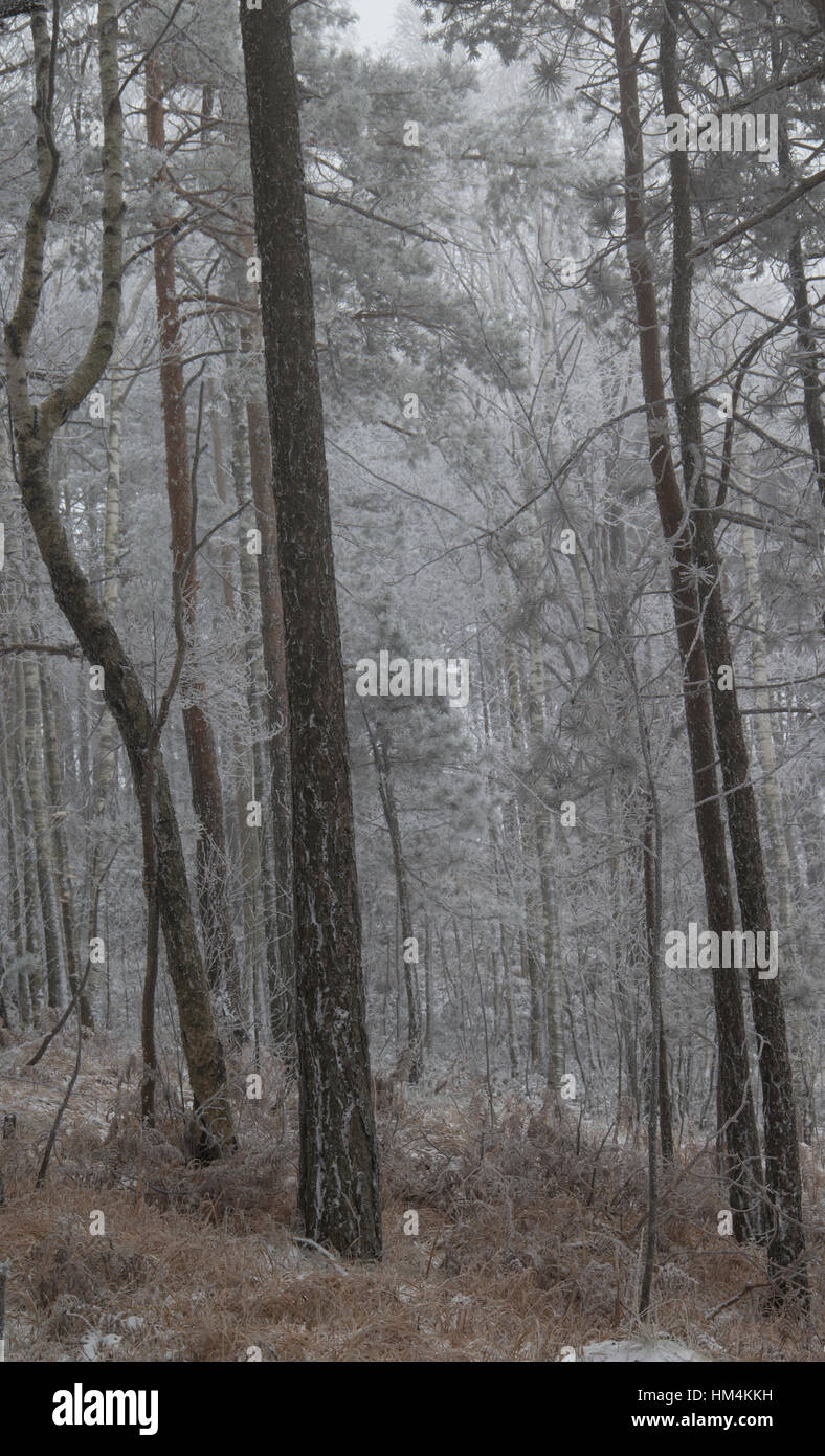 Frozen outdoors hi-res stock photography and images - Alamy