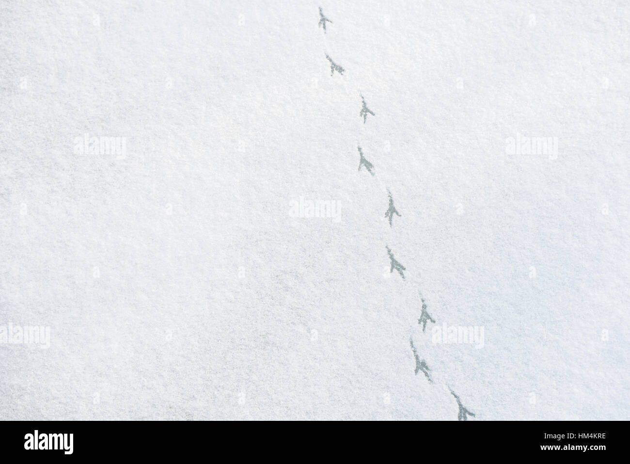 Bird Foot Tracks On Snow Stock Photo - Alamy