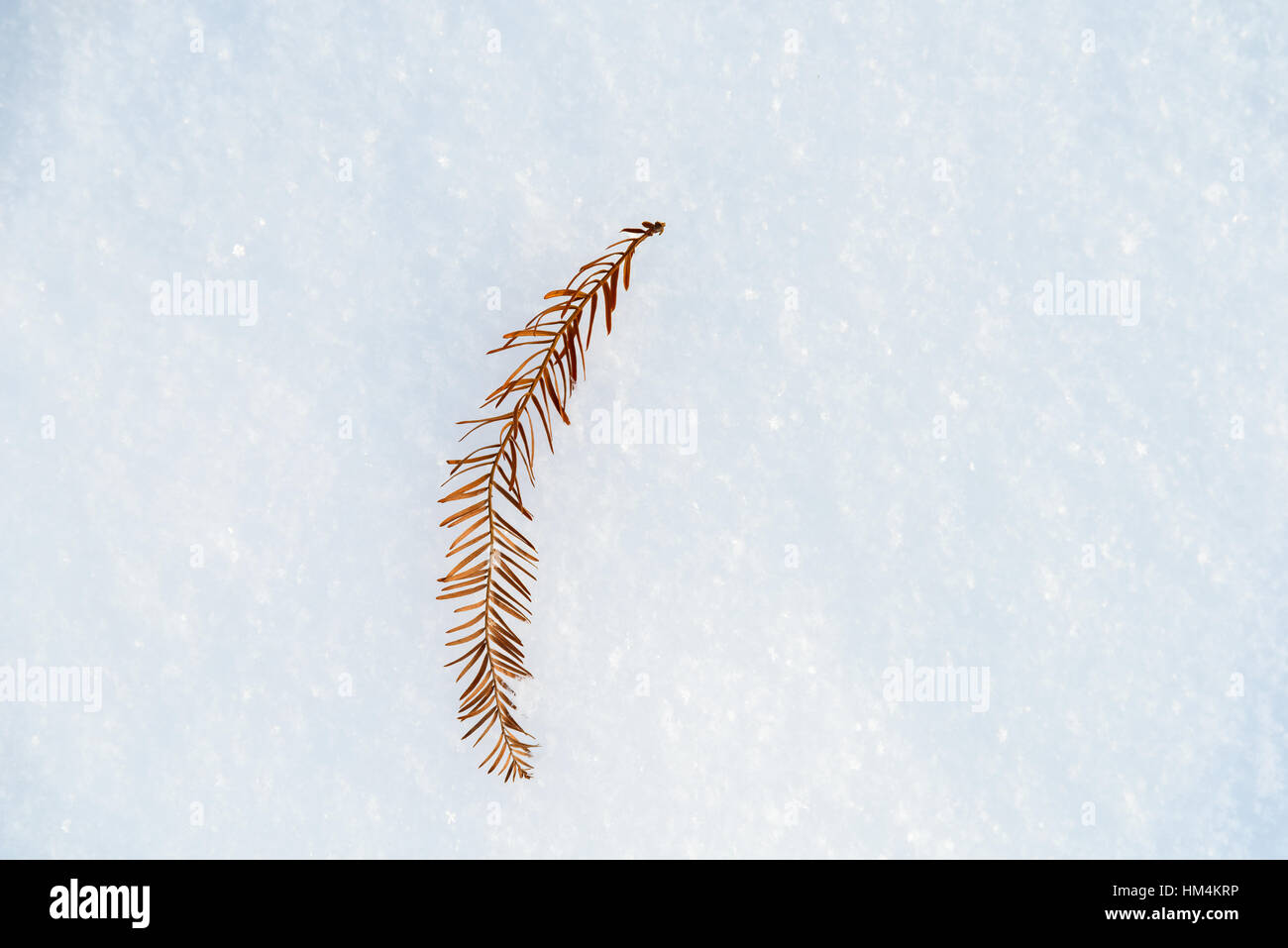 Fir leaf hi-res stock photography and images - Alamy