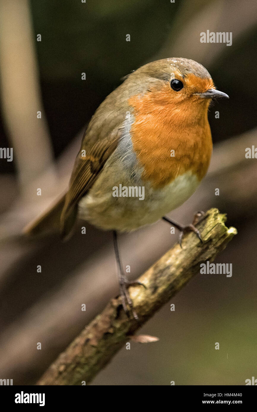 Red, Red, Robin Stock Photo - Alamy