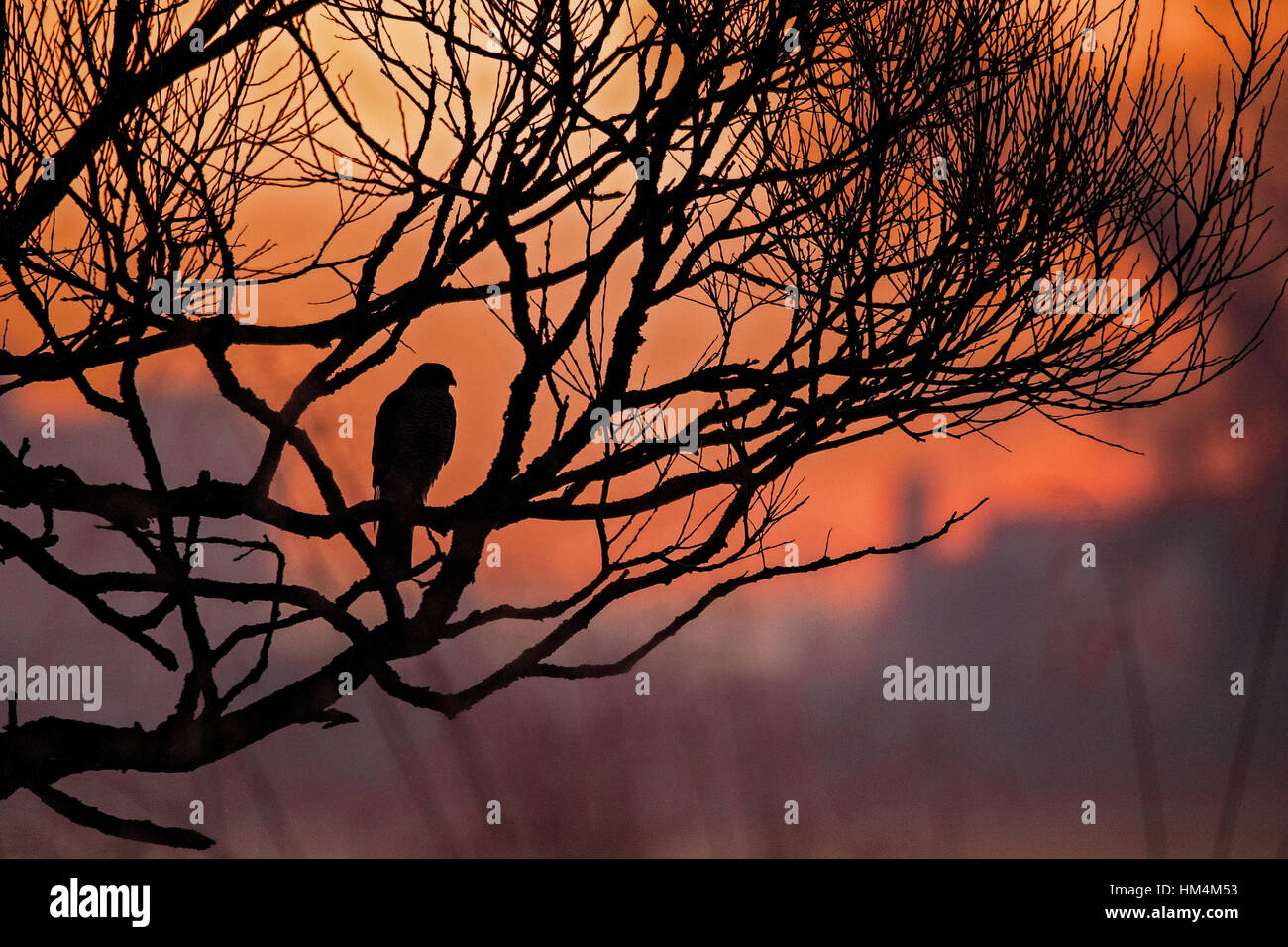 the early bird Stock Photo - Alamy