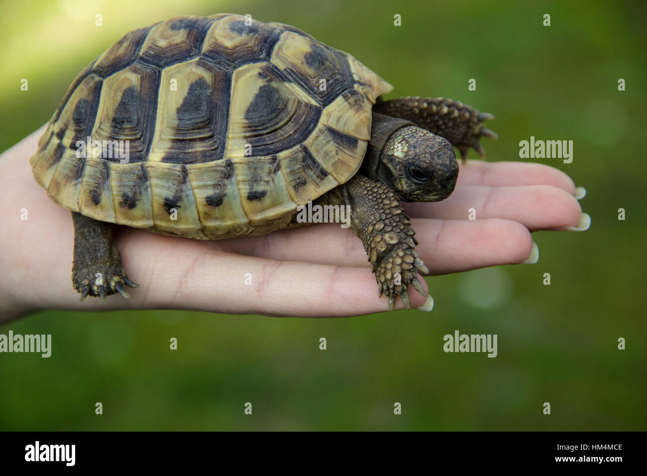 Palm of hand hi-res stock photography and images - Alamy