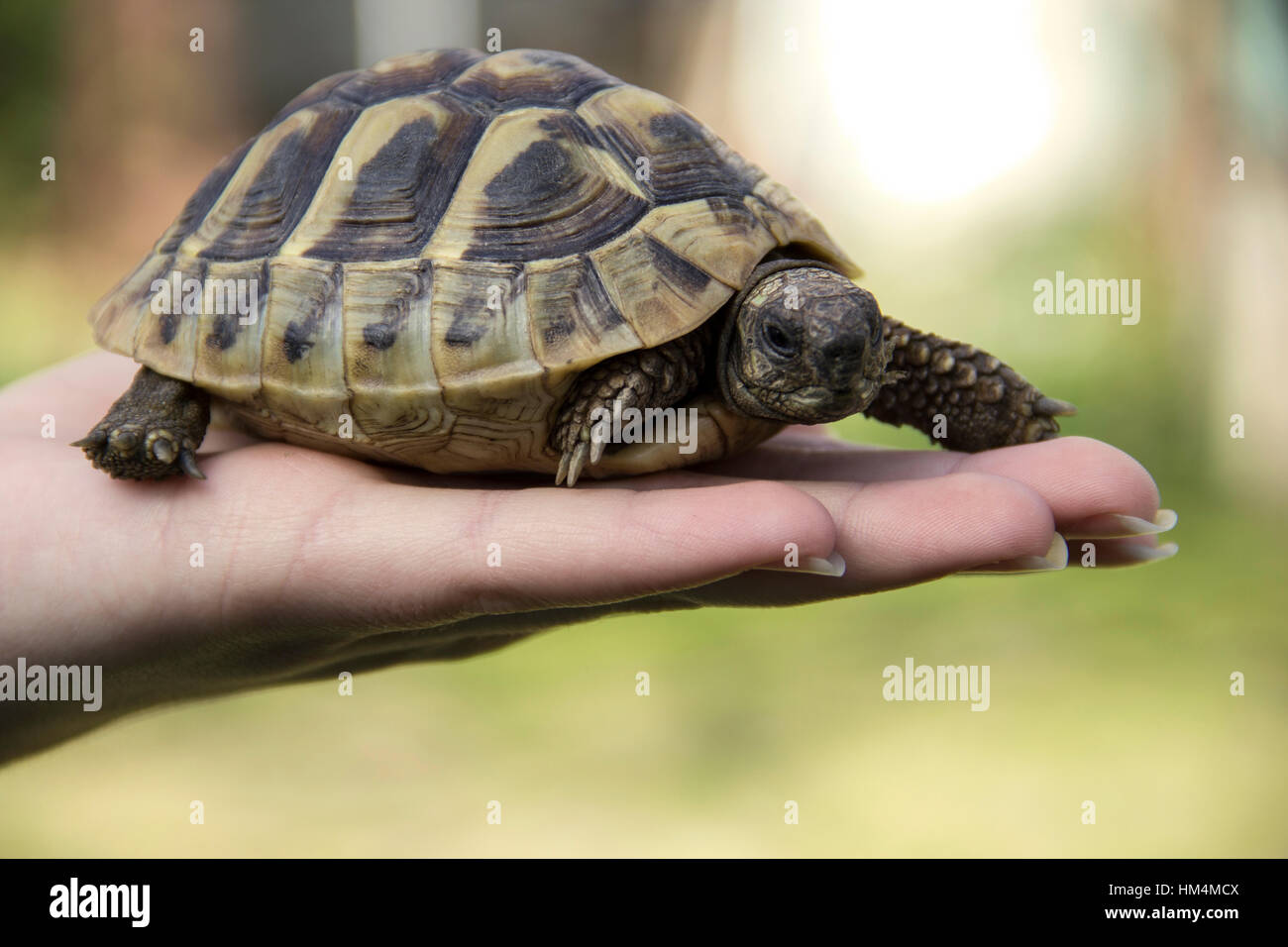 Turtle In The Palm Of Hand Stock Photo - Alamy