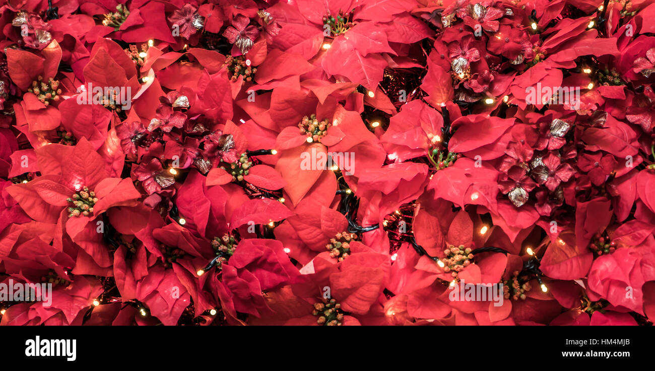 Poinsettia plant leaves. Christmas displays Stock Photo - Alamy