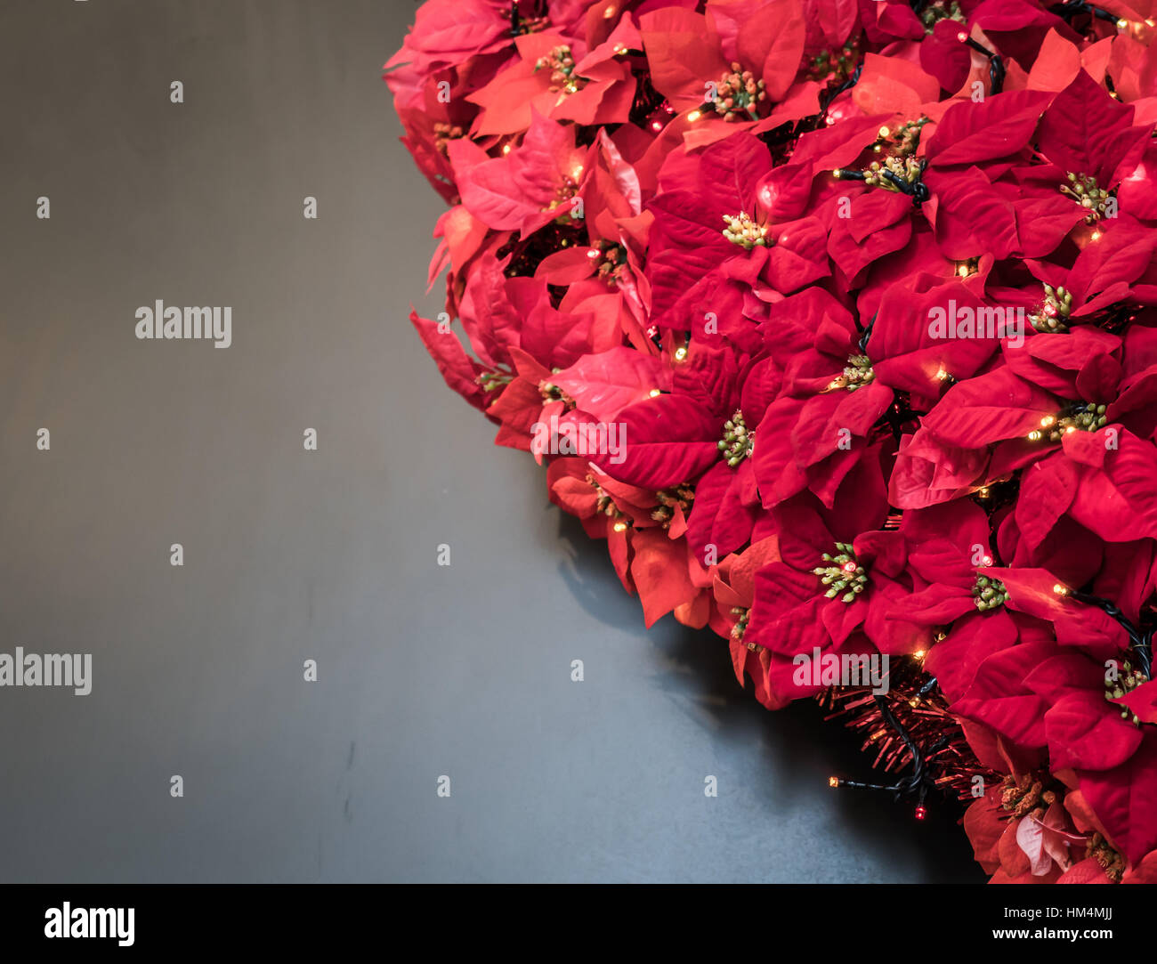 Poinsettia plant leaves. Christmas displays Stock Photo - Alamy