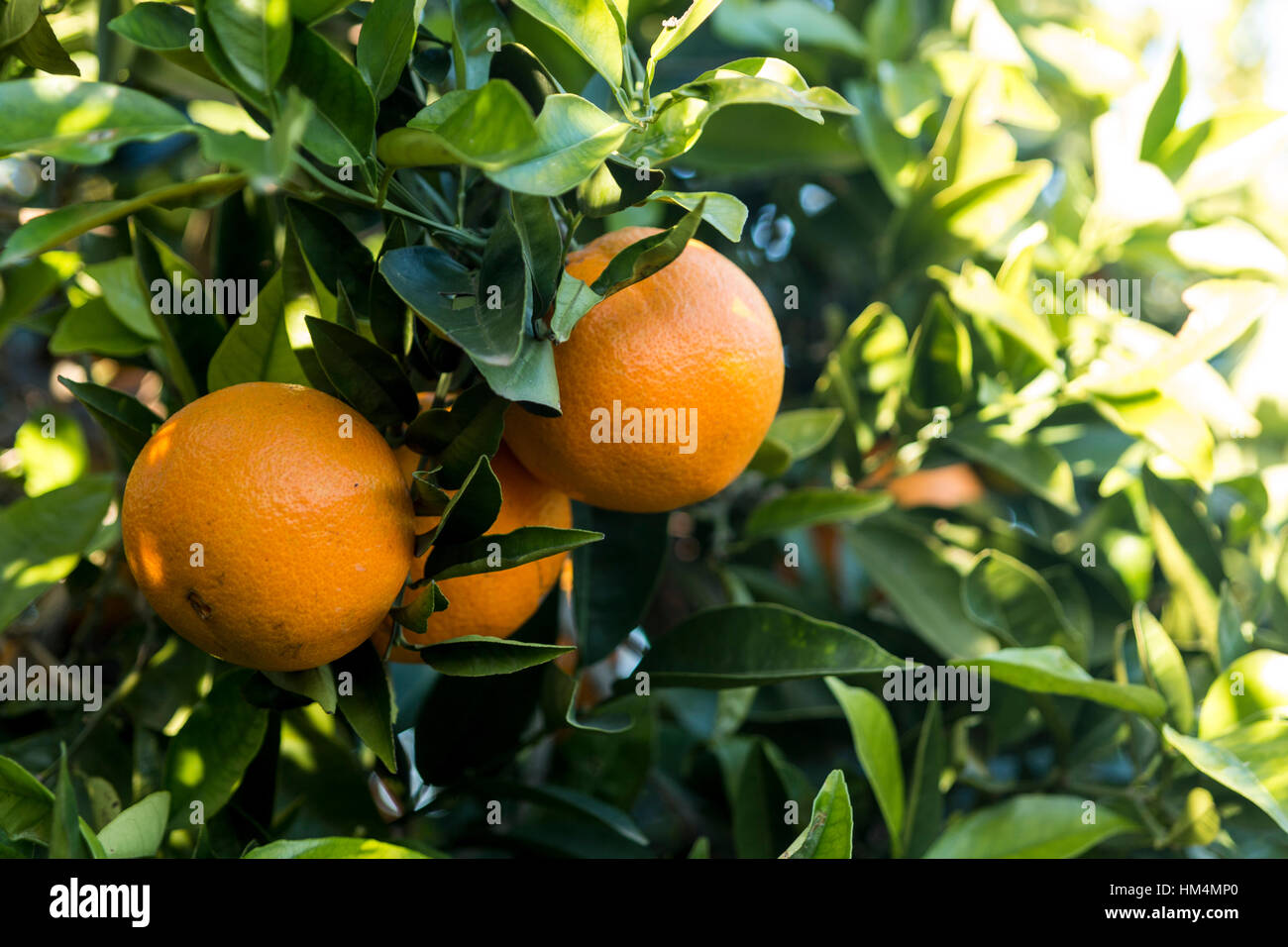 Cluster oranges tree hi-res stock photography and images - Alamy