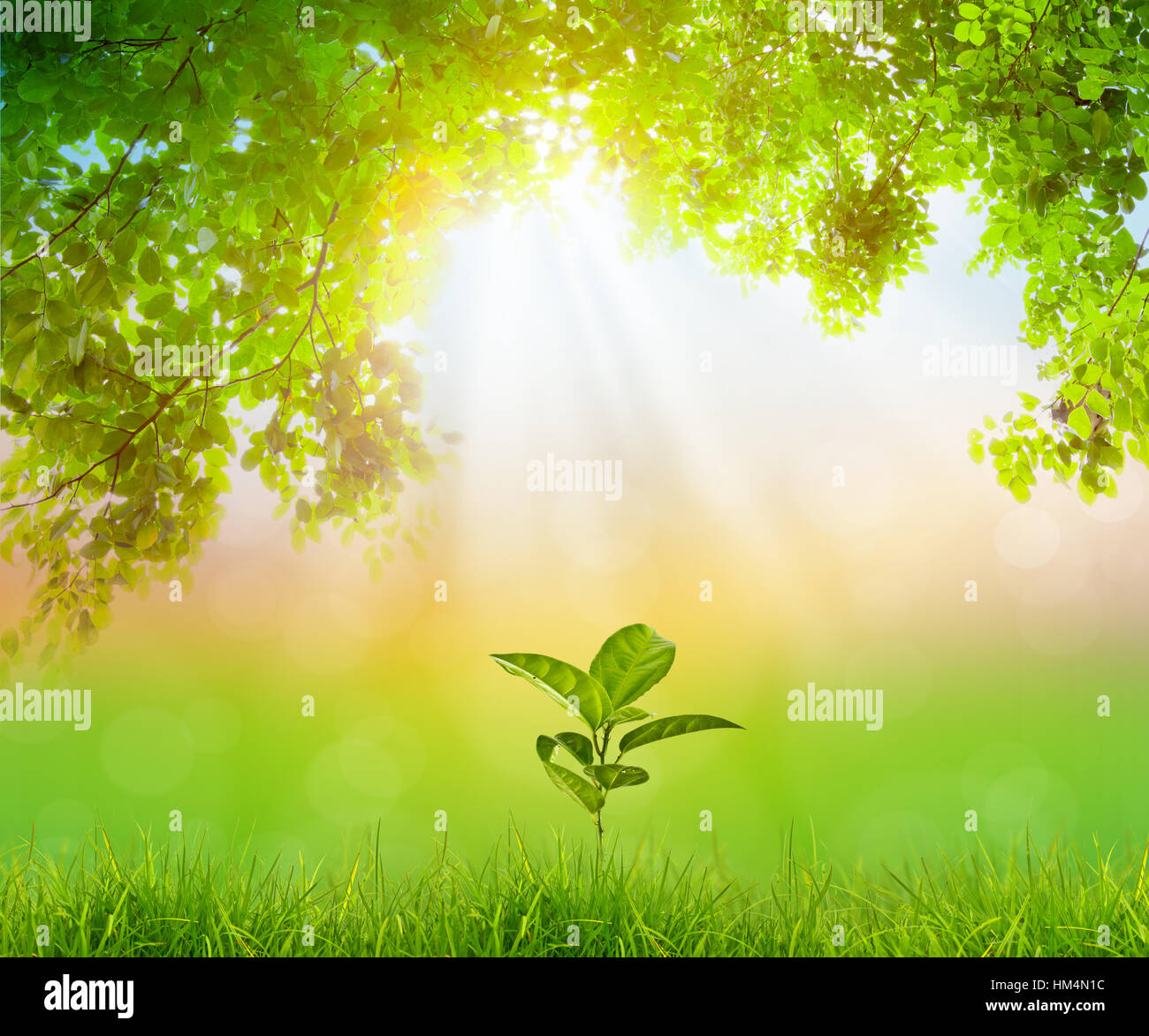 Plant growing over natural green background Stock Photo - Alamy