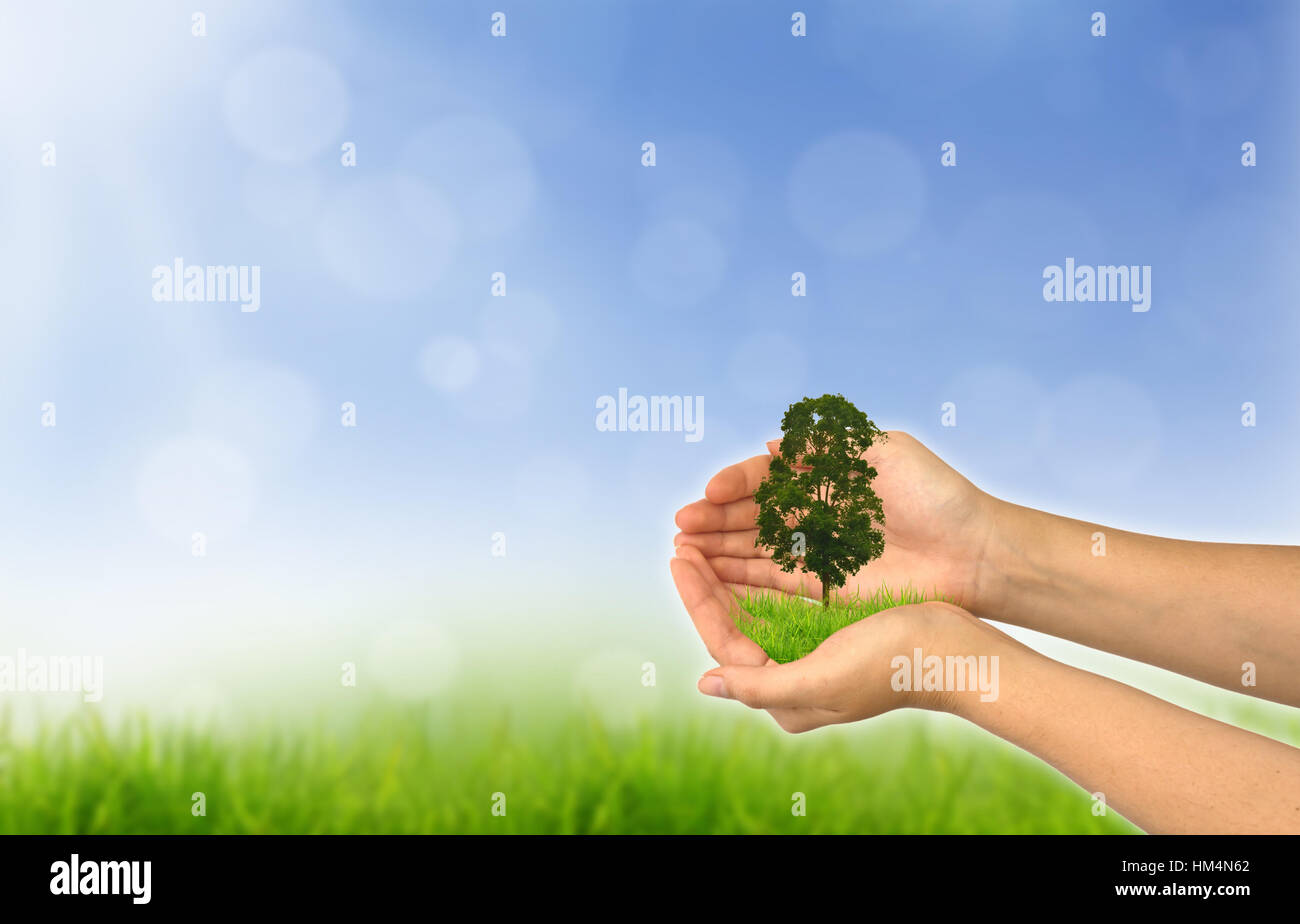 Hands holding a small tree Stock Photo - Alamy