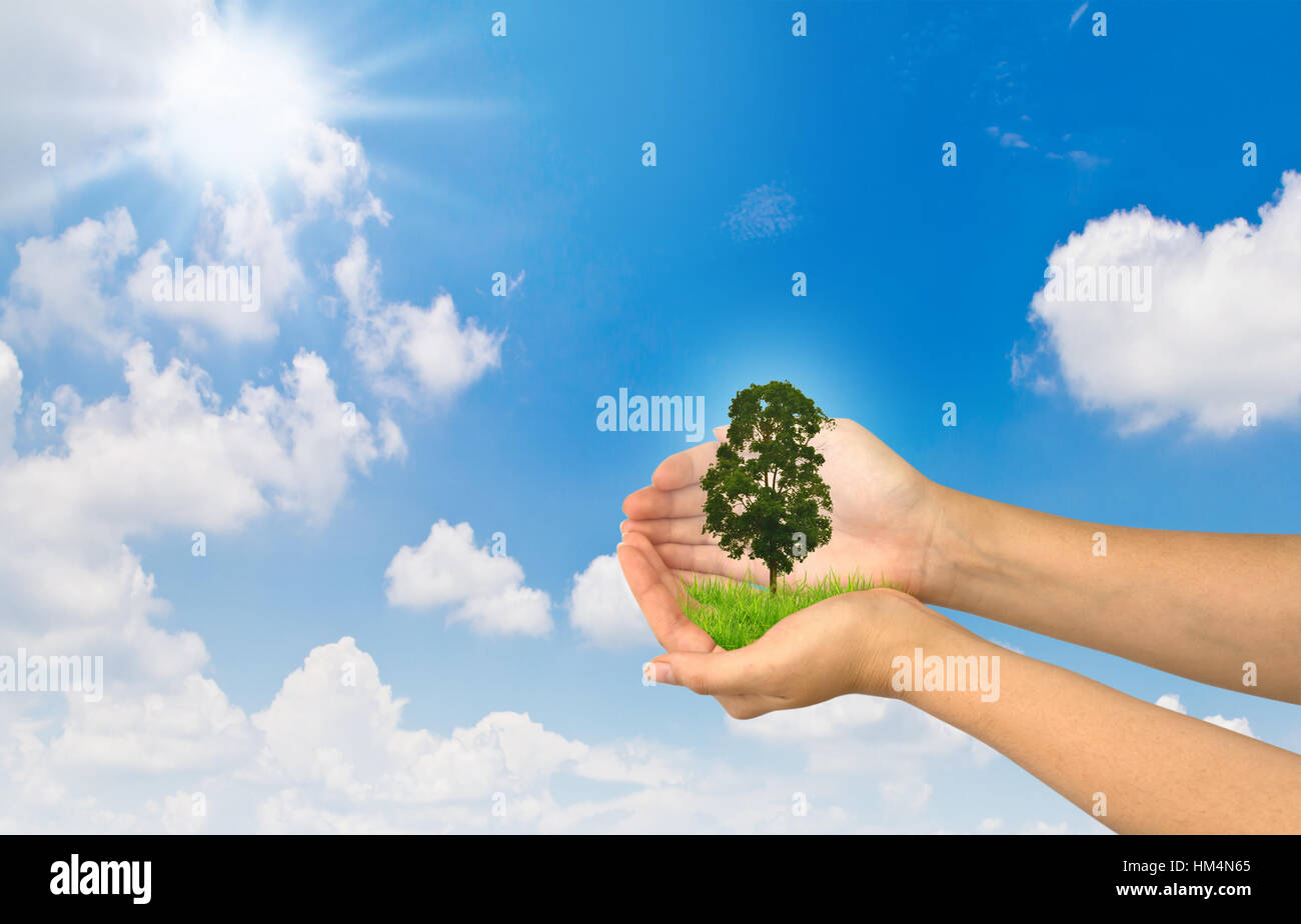Hands holding a small tree Stock Photo - Alamy