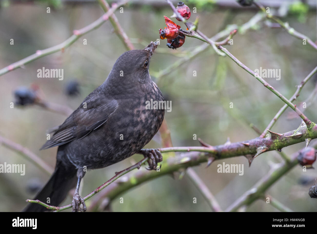 Rose Hip Bird Stock Photos & Rose Hip Bird Stock Images - Alamy