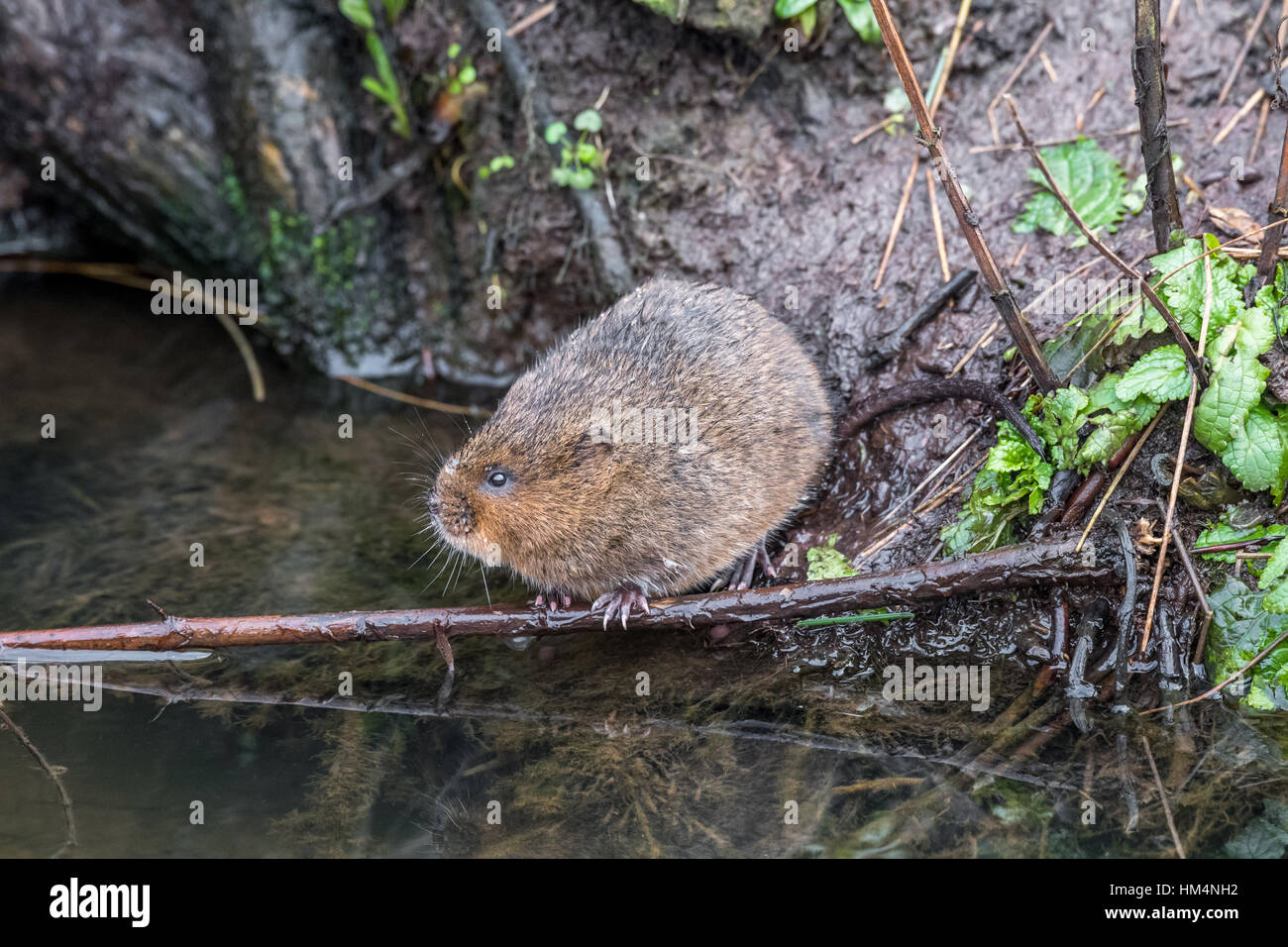 European water vole, a semi-aquatic rodent Stock Photo - Alamy