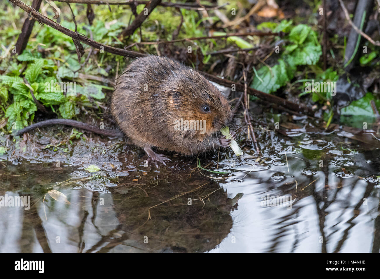 European water vole, a semi-aquatic rodent Stock Photo - Alamy