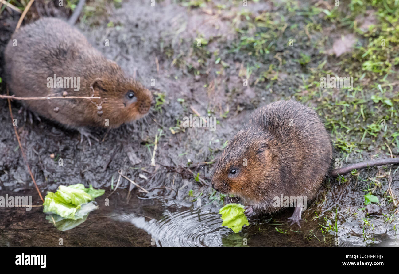 European water vole, a semi-aquatic rodent Stock Photo - Alamy