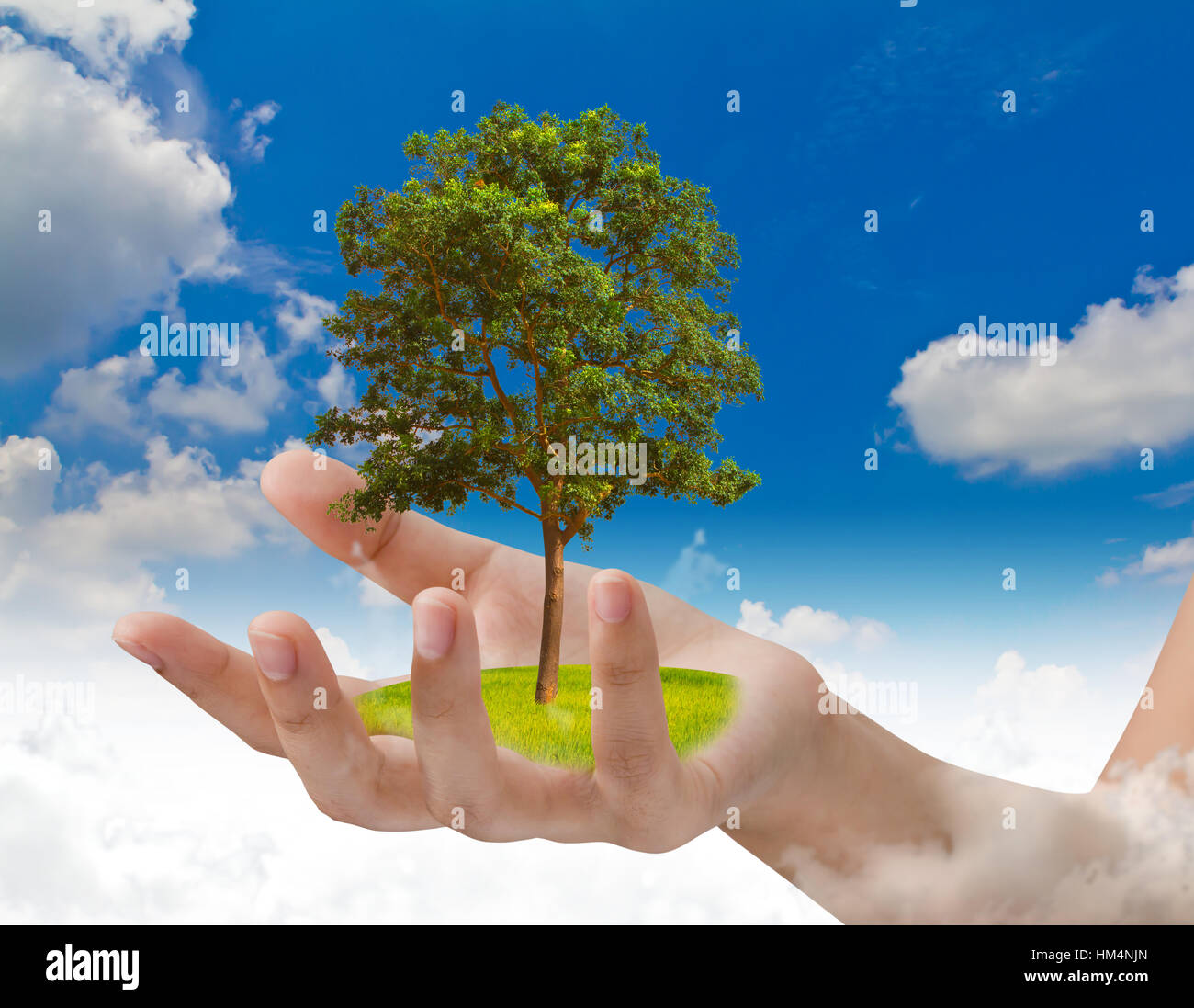 Hand holding a tree Stock Photo - Alamy