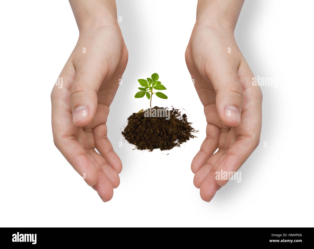 Hands holding a tree Stock Photo - Alamy