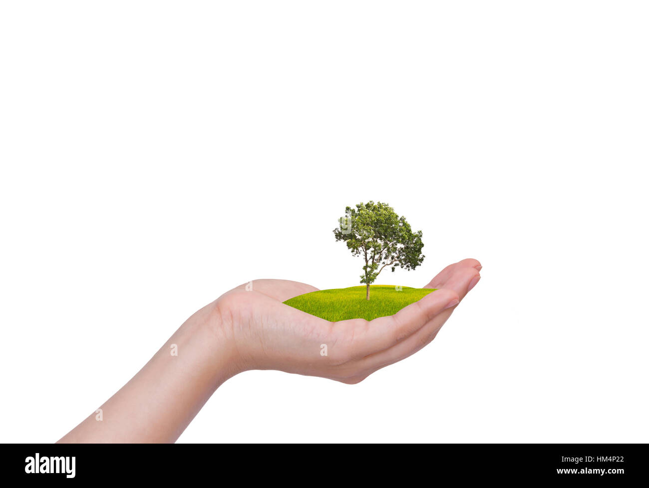 Hand holding a tree Stock Photo - Alamy