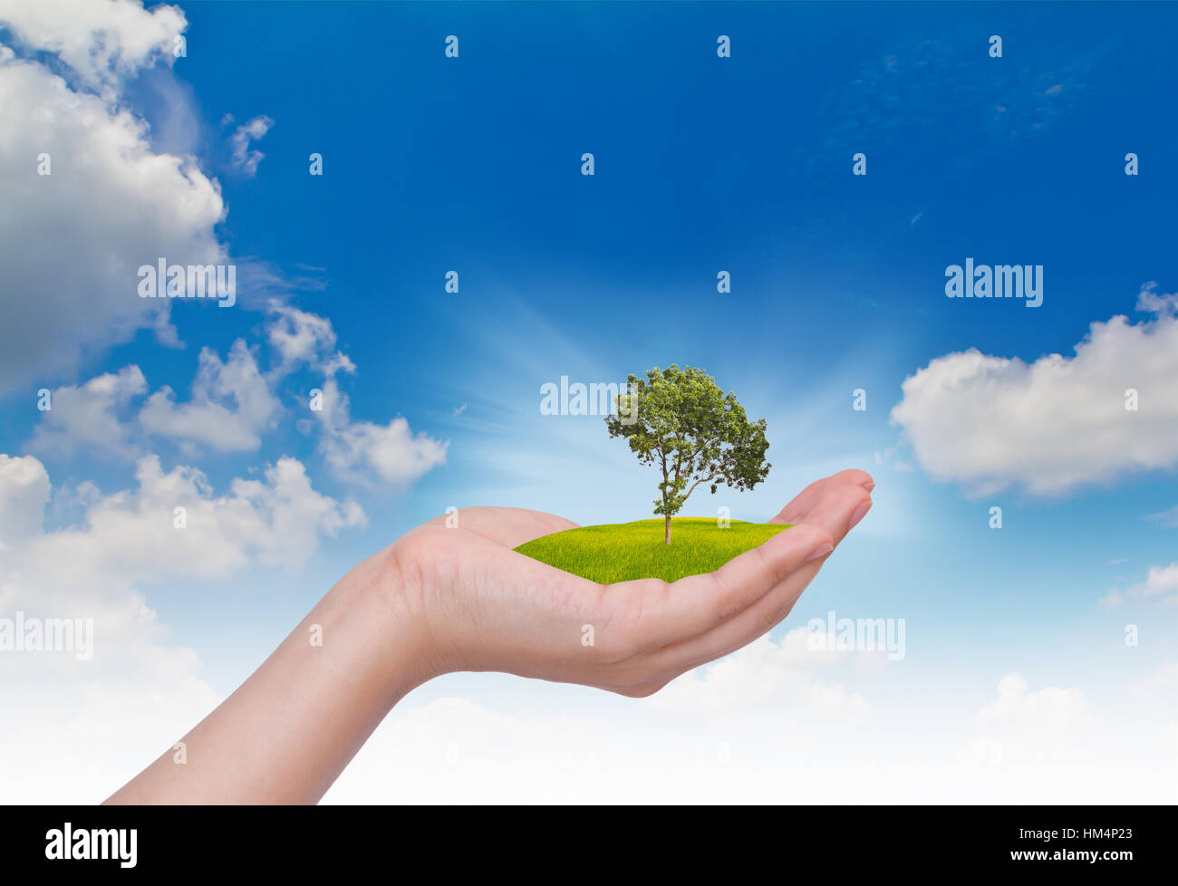 Hand holding a tree Stock Photo - Alamy