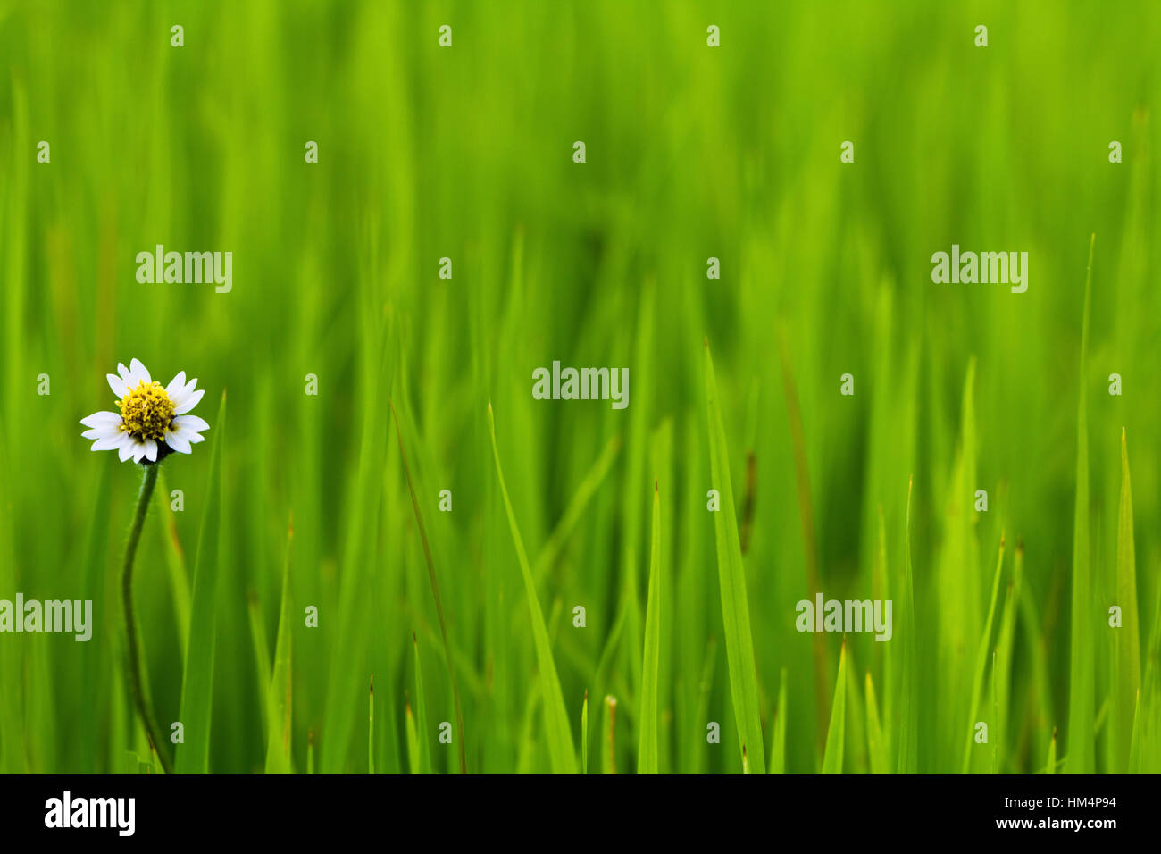 White flower on Green paddy rice Stock Photo - Alamy