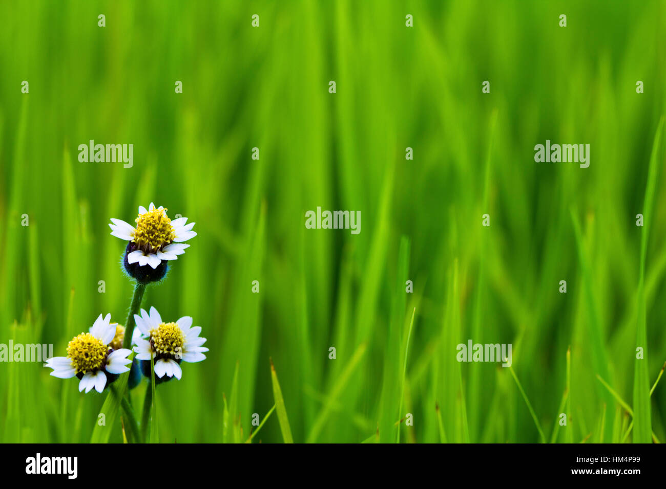 White flower on Green paddy rice Stock Photo - Alamy