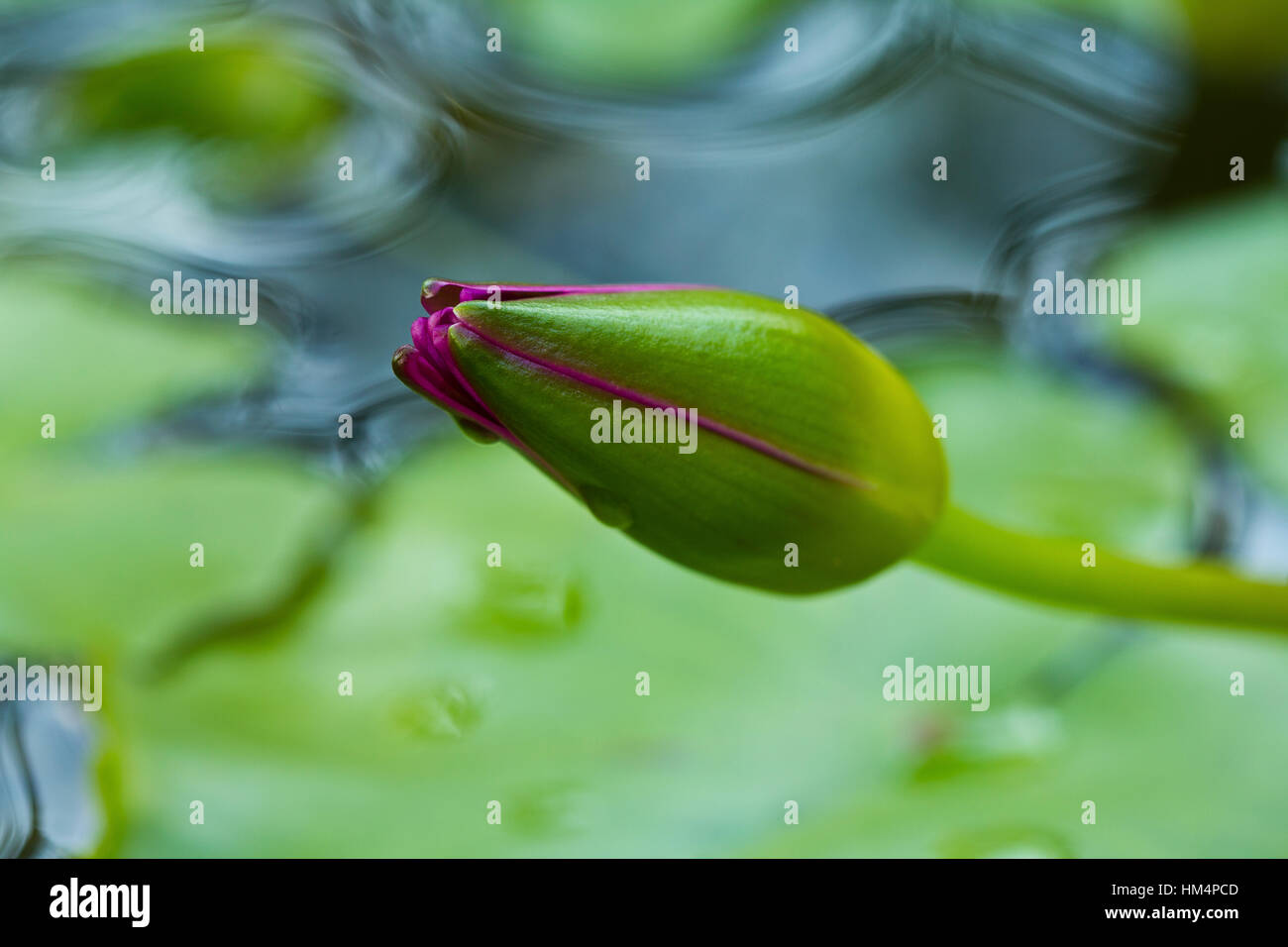 Close up of blooming lotus flower Stock Photo - Alamy