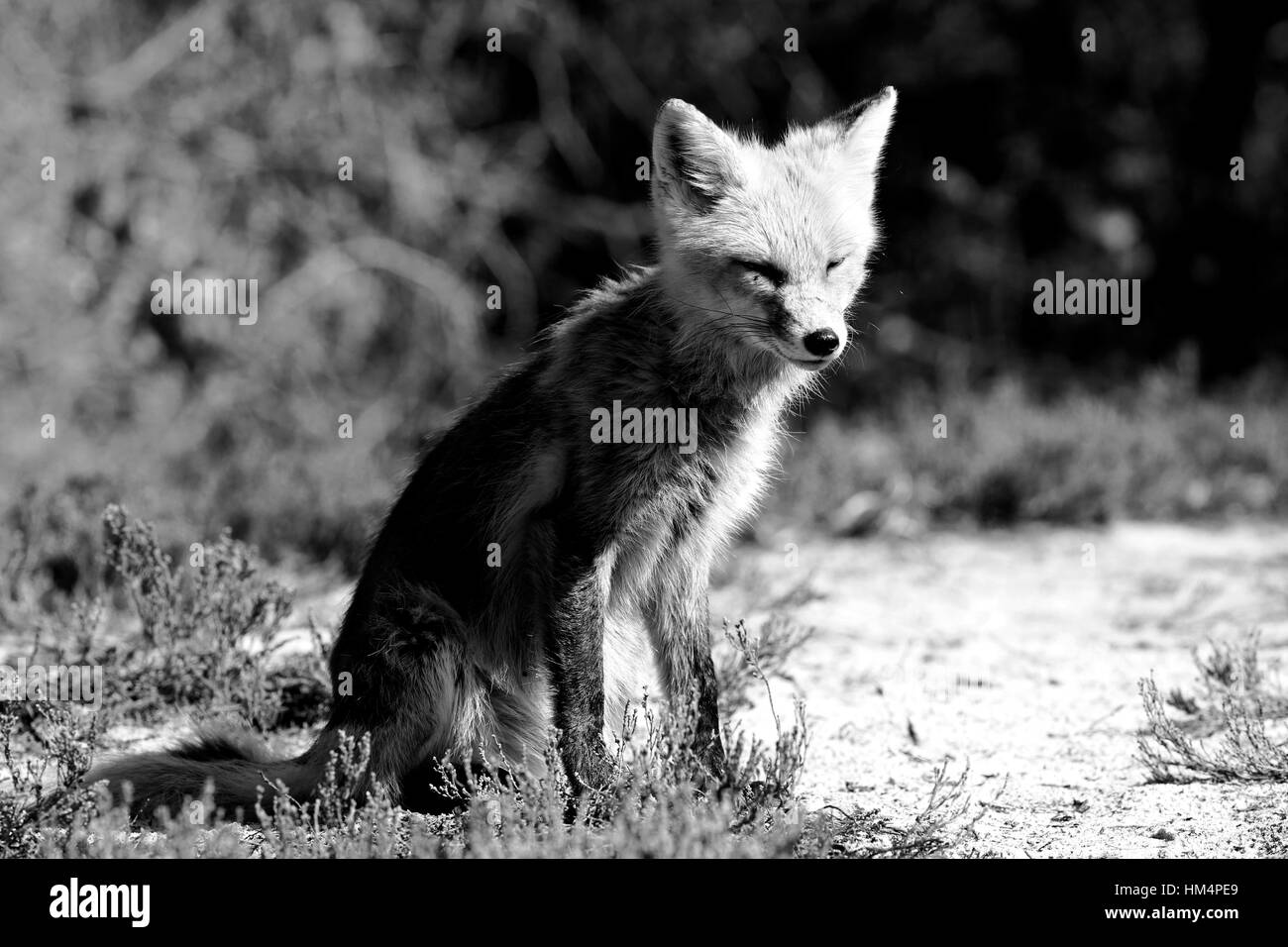 Red fox Black and White Stock Photos & Images - Alamy