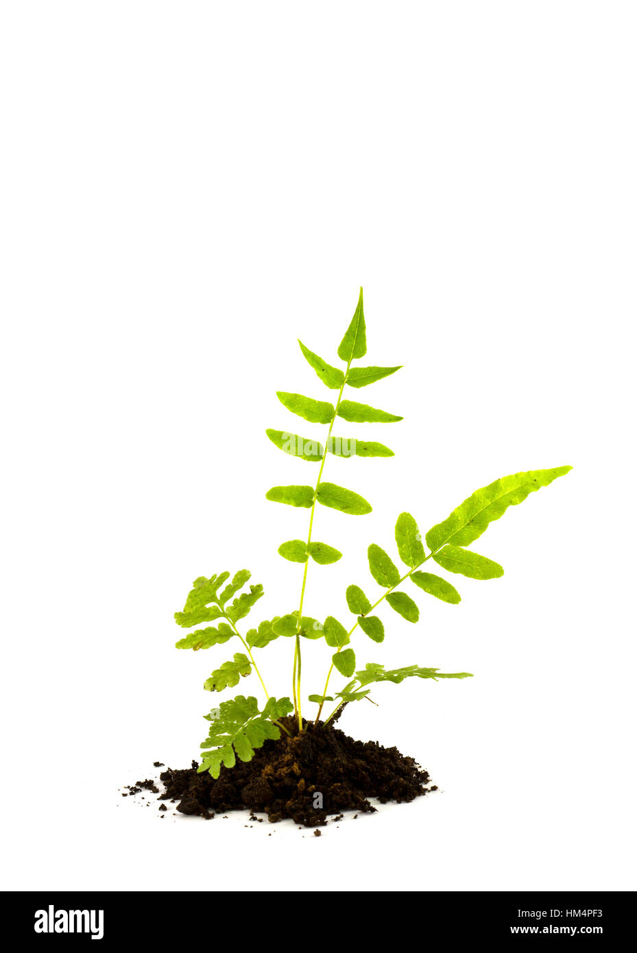 Fern stencil Cut Out Stock Images & Pictures - Alamy